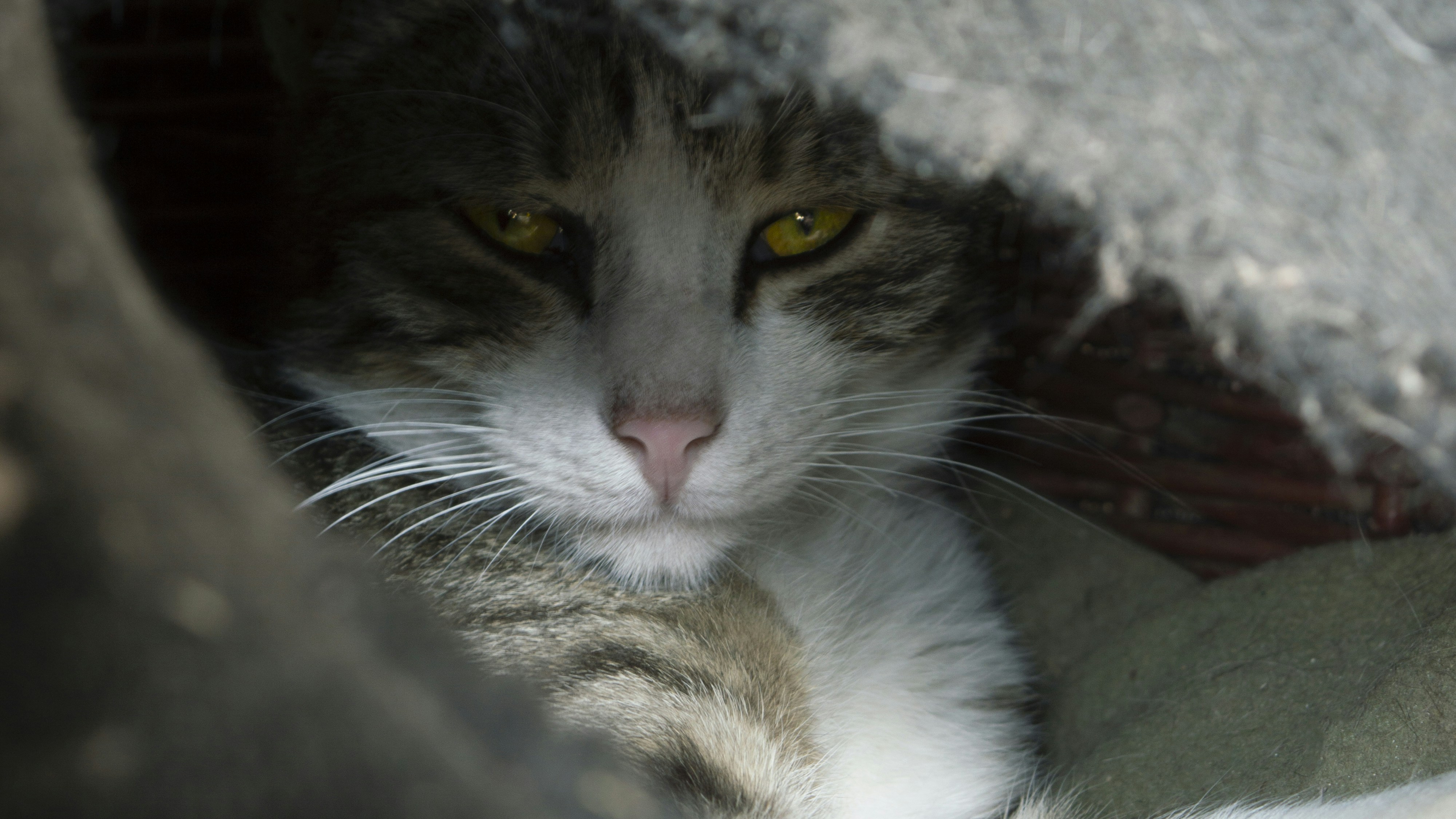 A cat peers curiously from its cozy hideaway, showcasing its striking yellow eyes and soft fur. The scene captures a moment of quiet observation.