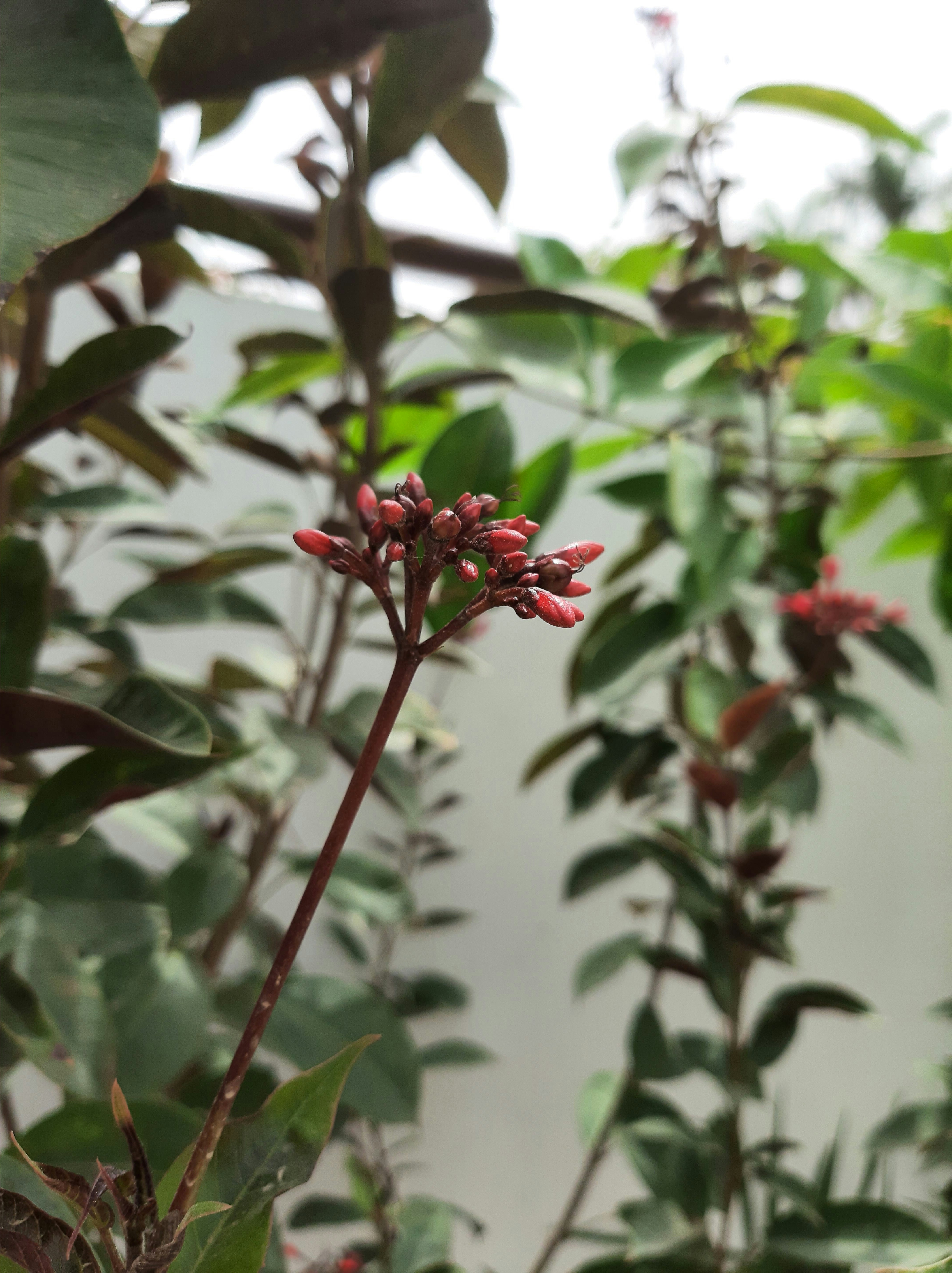 Crimson Buds in Soft Focus: A Close-Up of Garden Growth