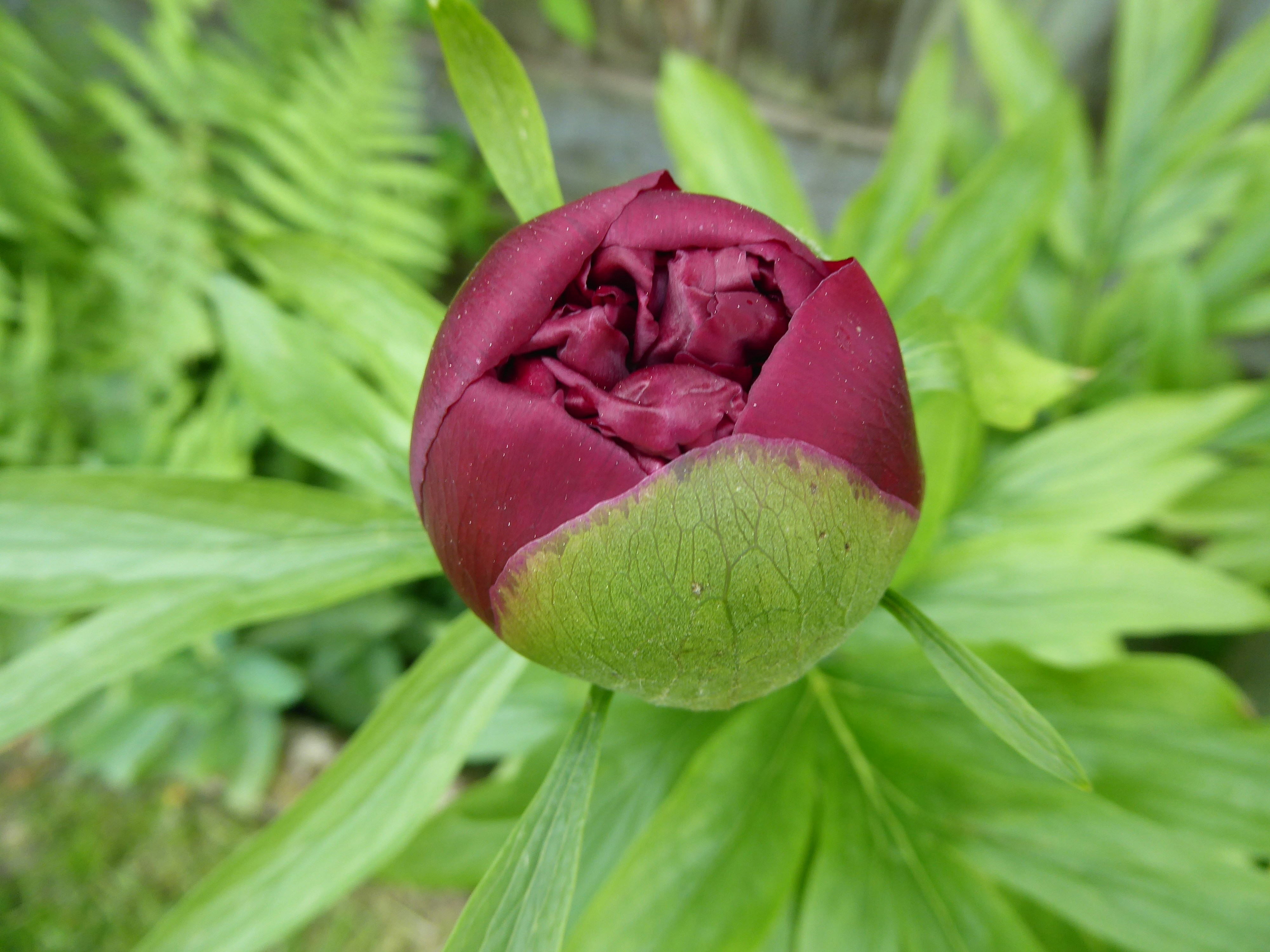 Close-up photograph of a burgundy peony bud about to bloom, set against vivid green foliage.