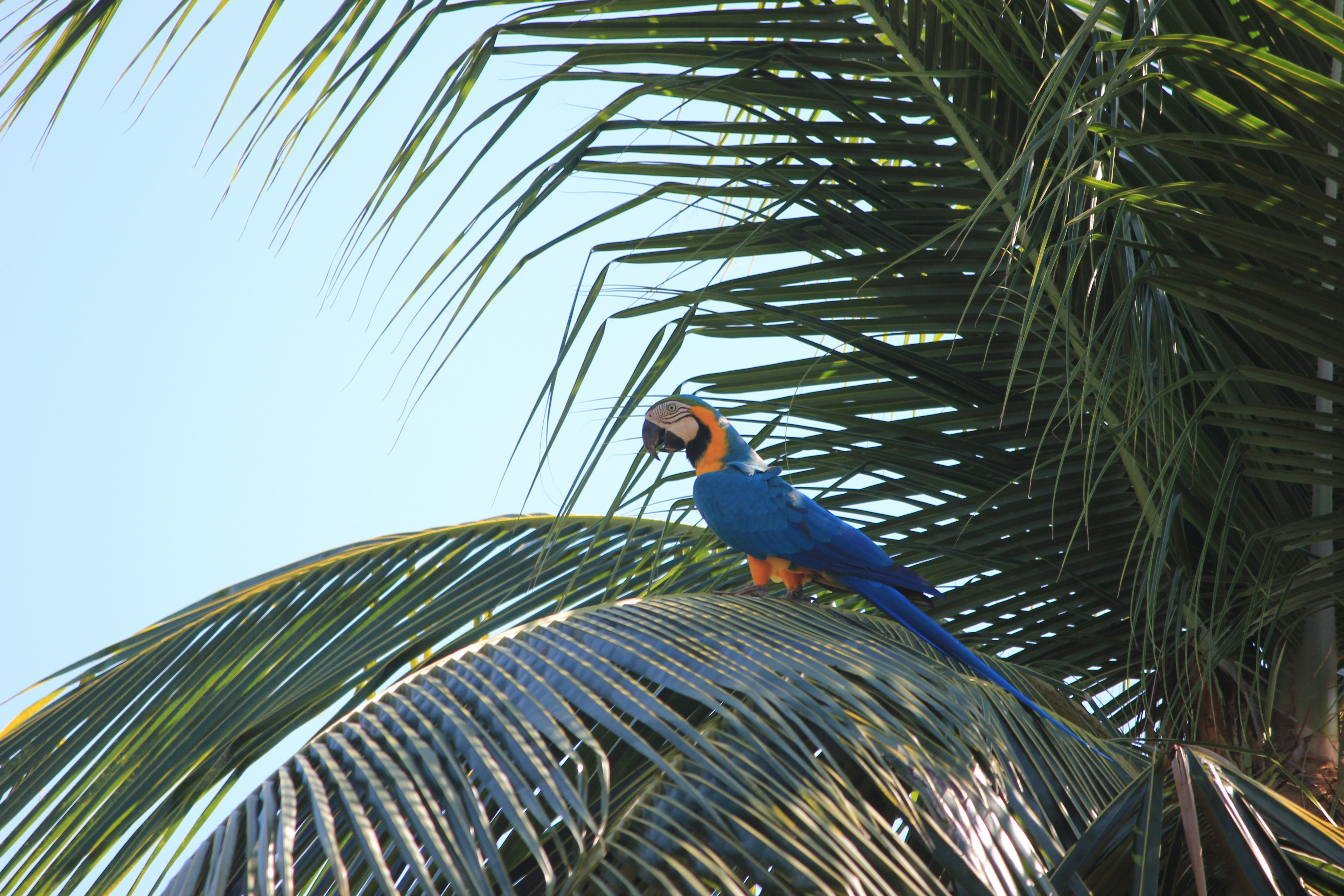 Blue and Yellow Macaw on a Coconut Tree