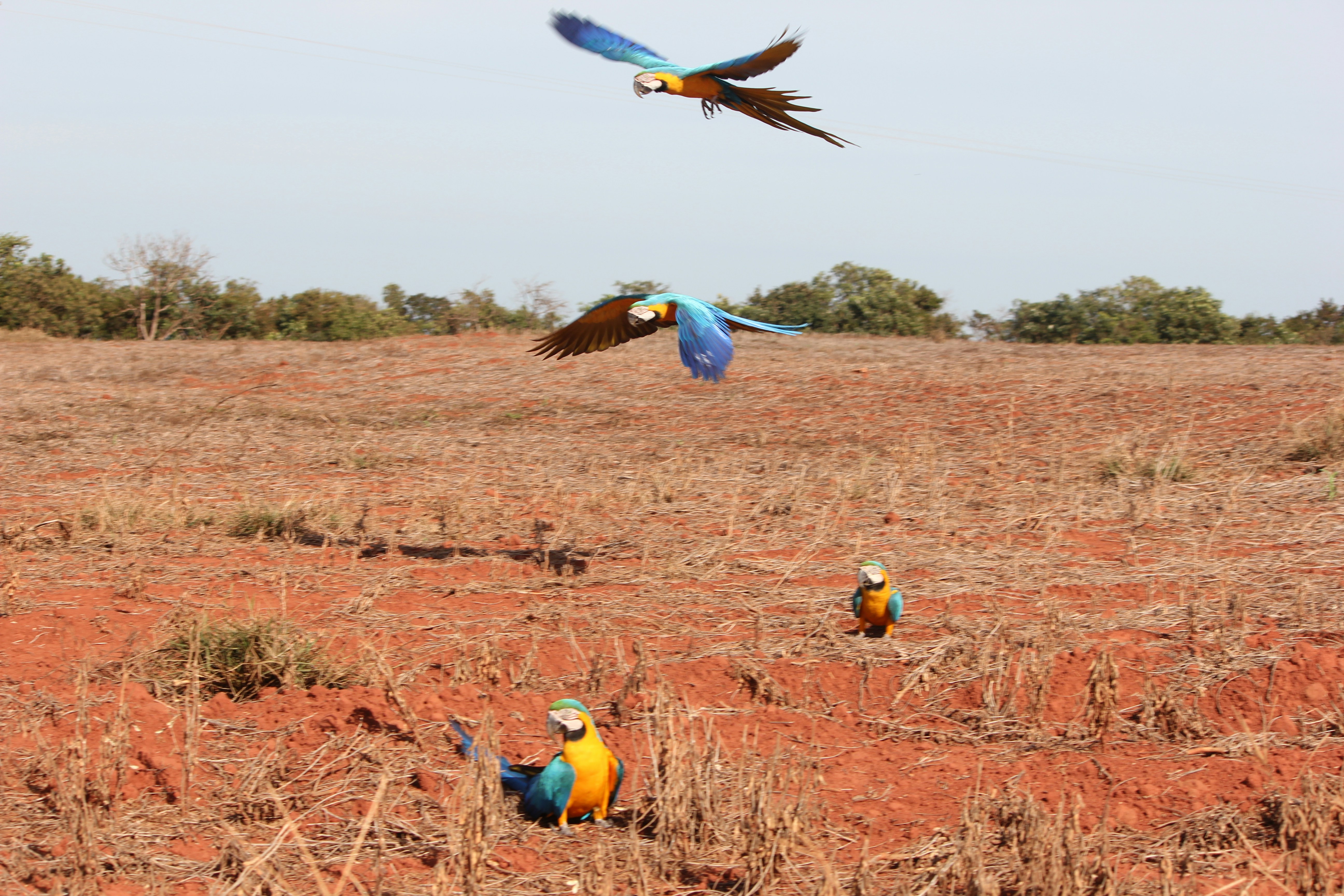 Azure Wings Over Red Earth: Macaws in a Parched Grassland