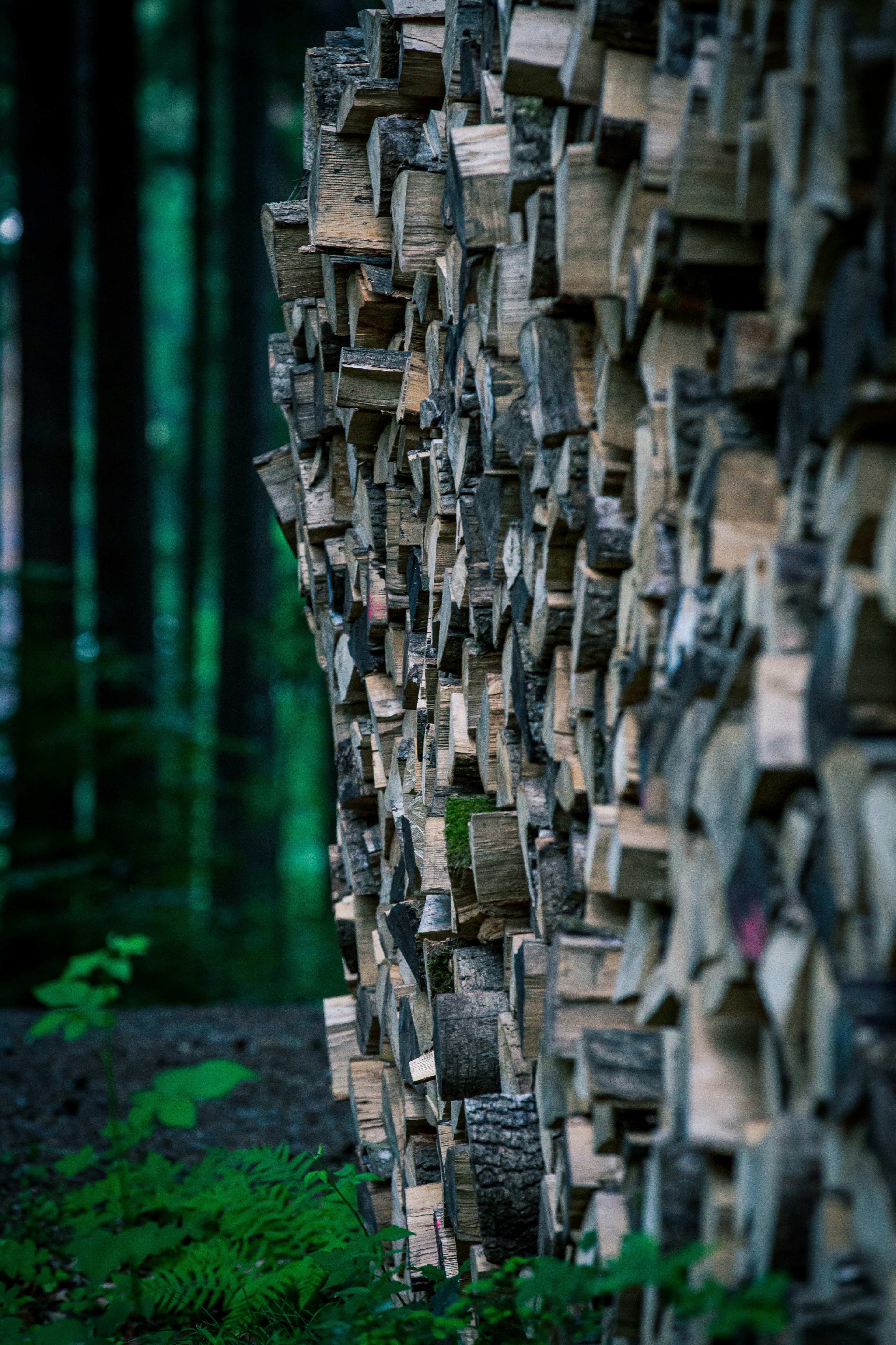 Geometric Spine of Firewood Rising in a Quiet Forest
