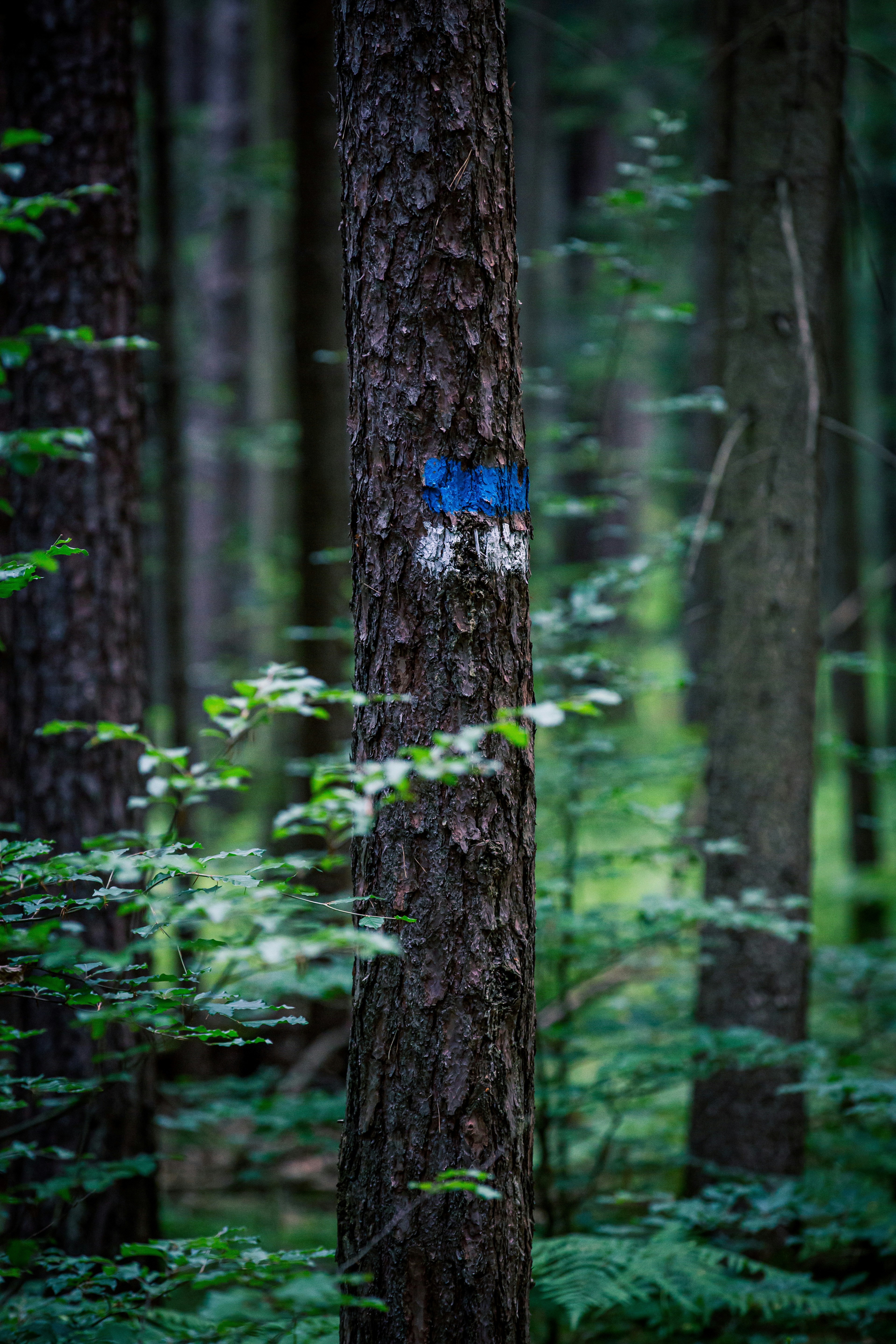 Blue Blaze on a Pine Trunk: A Quiet Forest Trail Marker