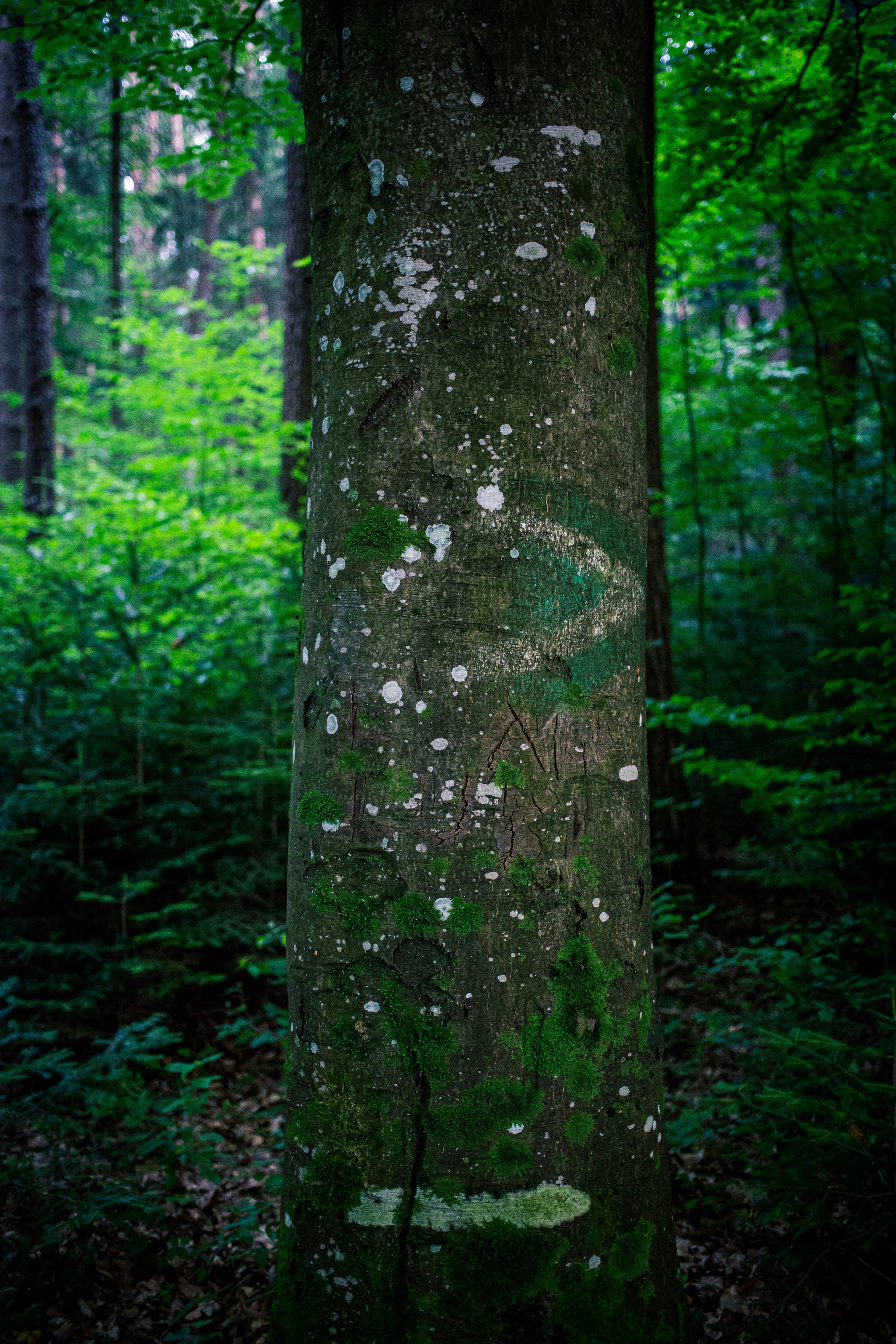 Emerald Trunk: A Moss-Laced Sentinel in the Quiet Forest