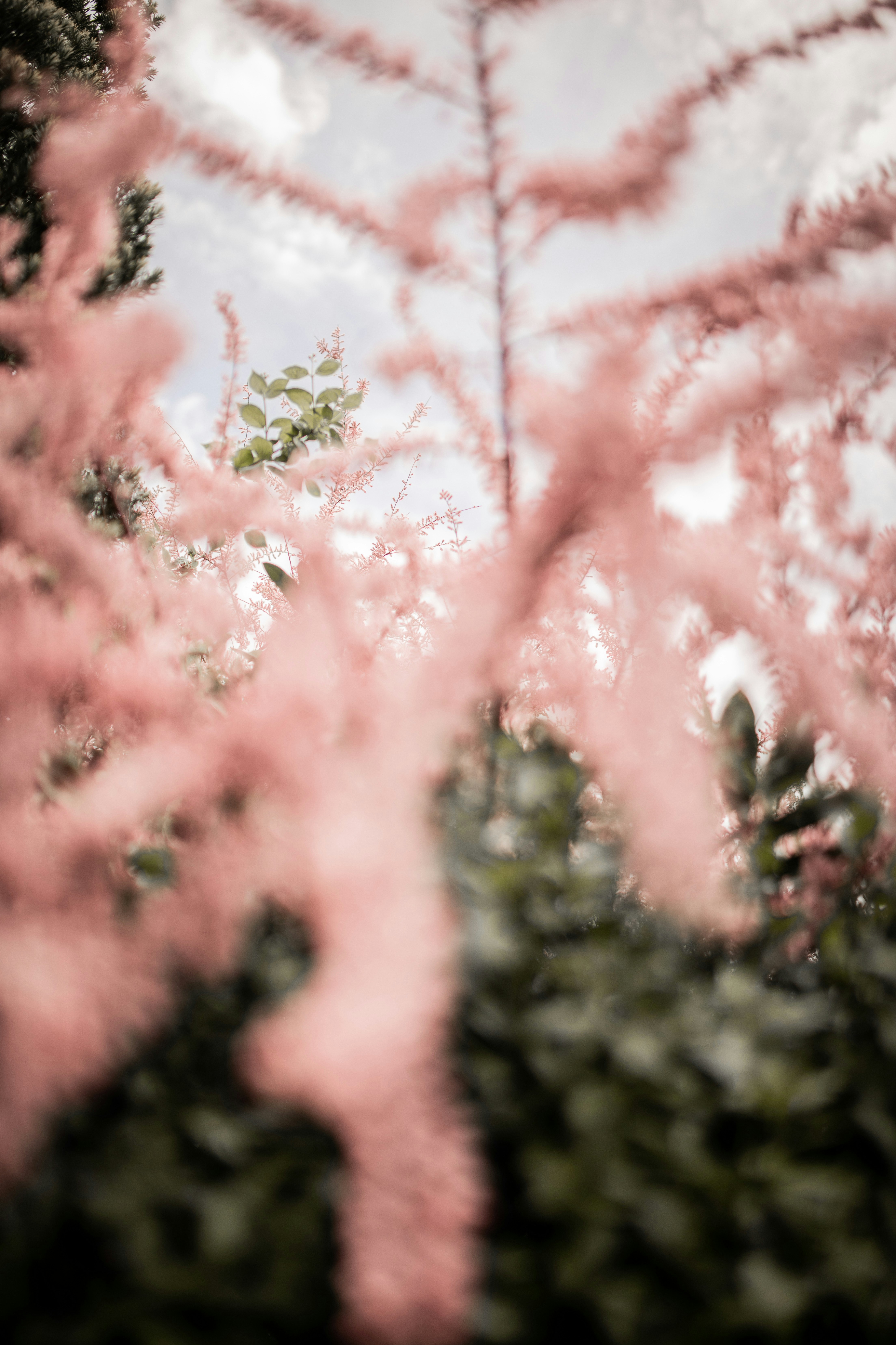 Soft Pink Whispers Amid Spring Foliage