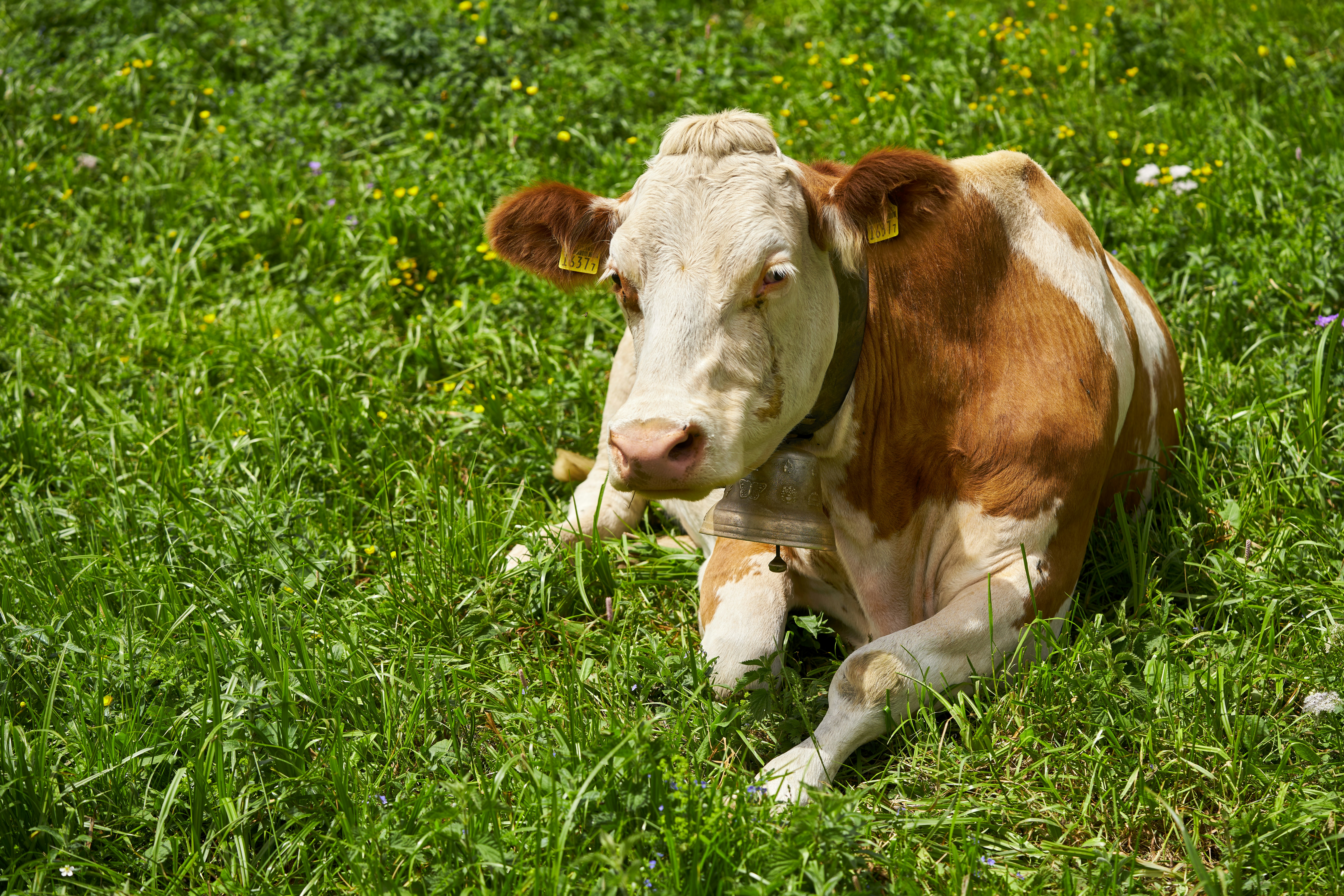Brown and white cow on green grass field during daytime photo – Free ...