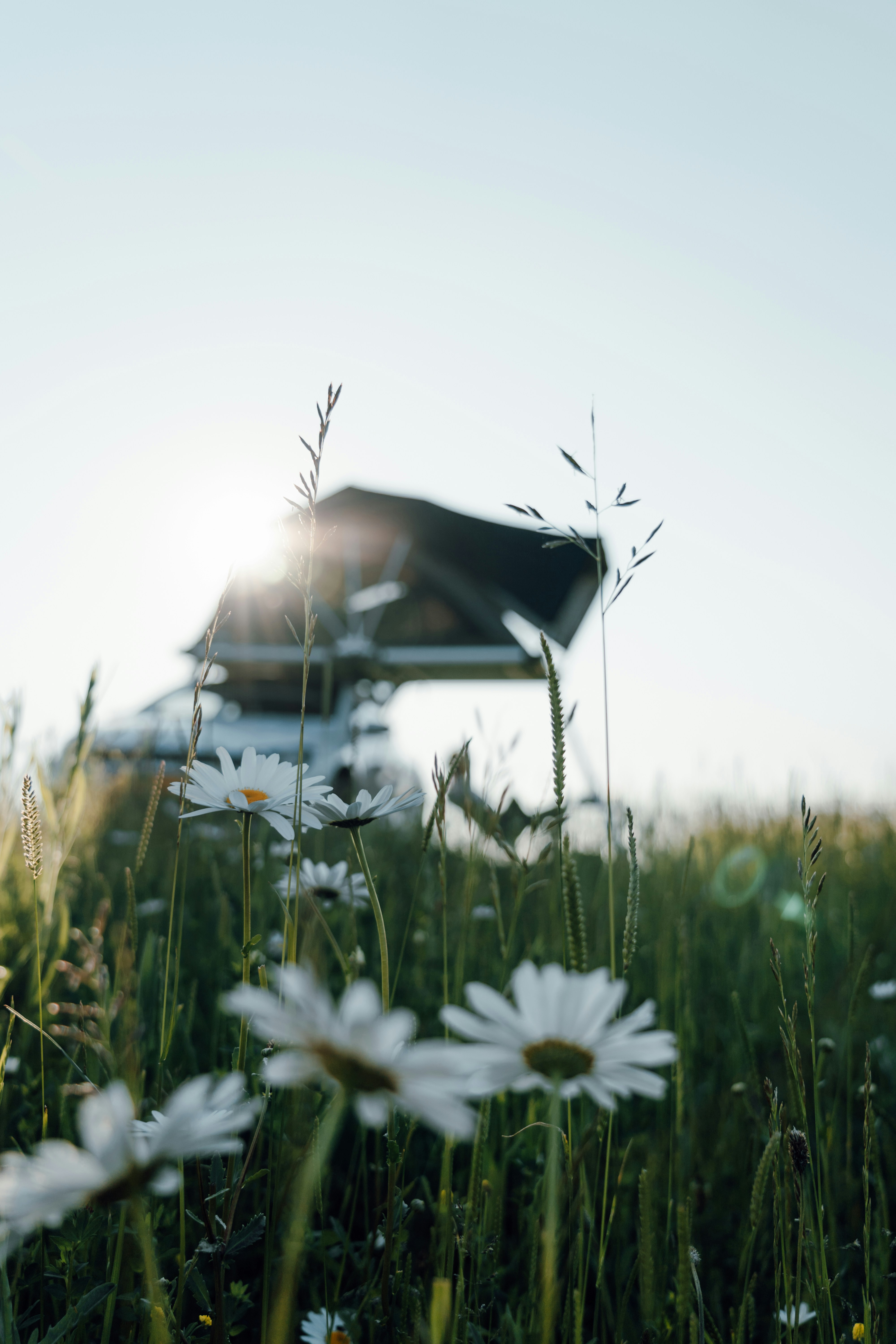 Daisies in Focus, Sunlit Campground in Soft Focus