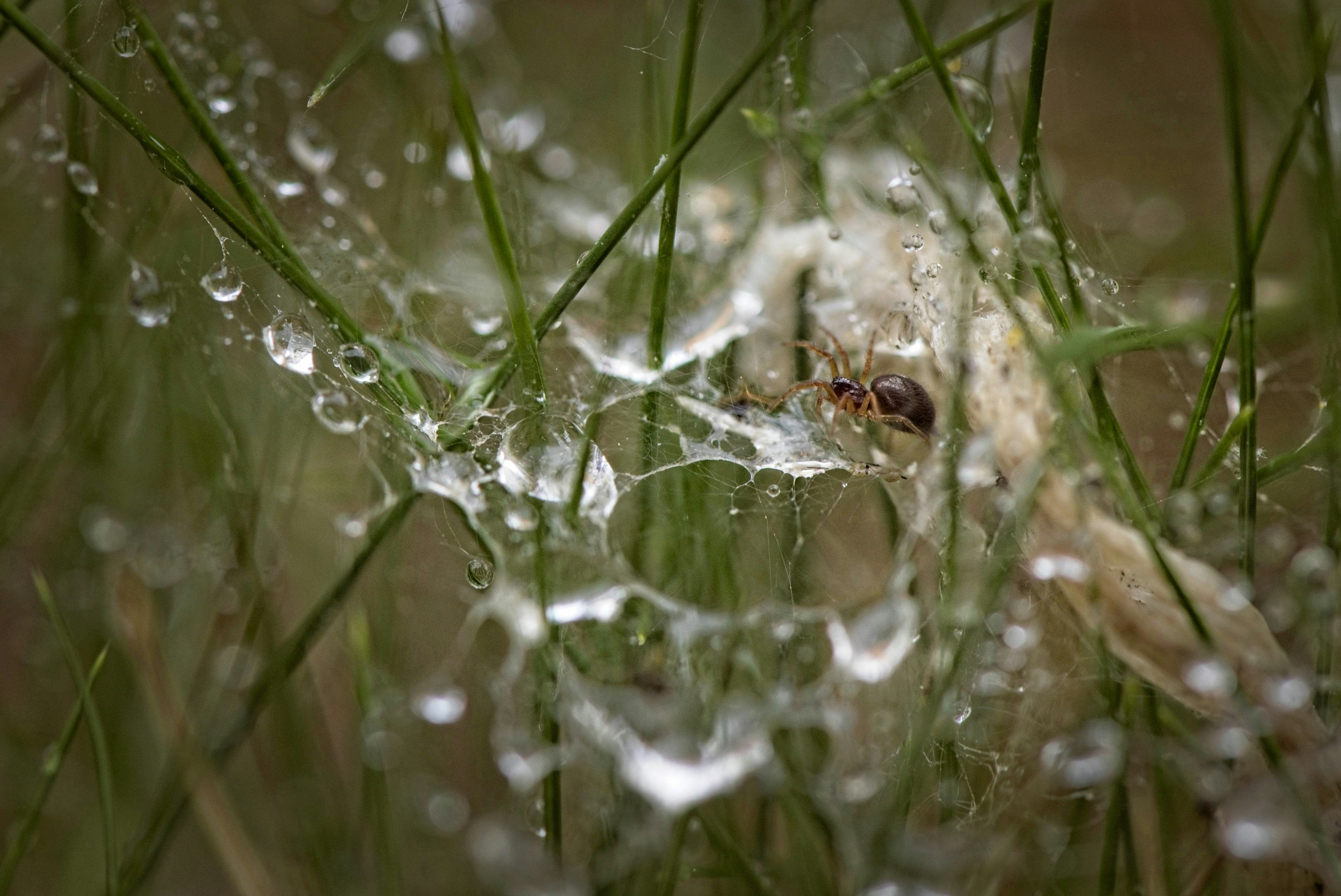 Web of Dew: A Tiny Spider in a Silky Veil