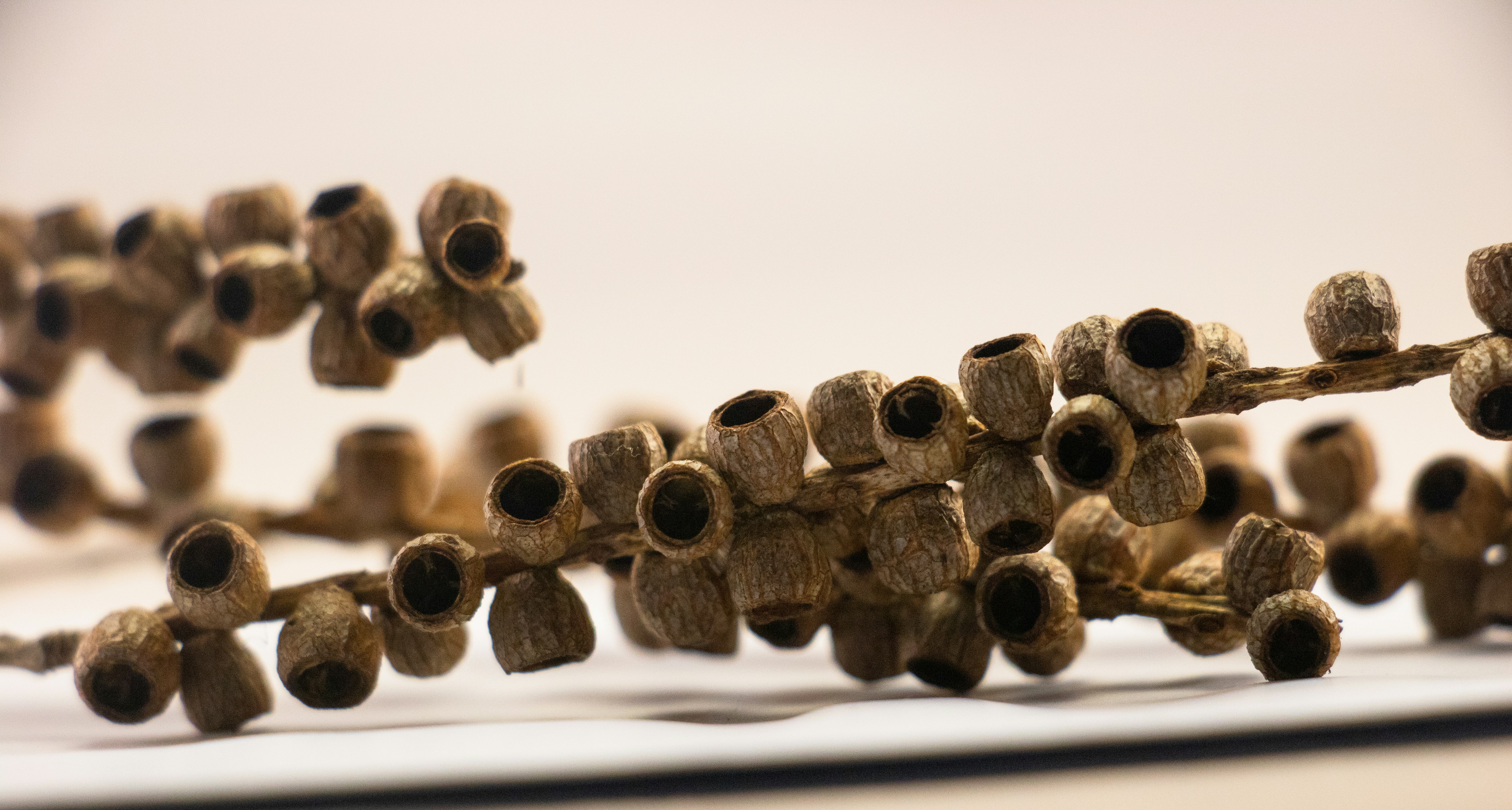 Silent Choir of Seed Pods: A Close-Up of Tiny Cylindrical Flares