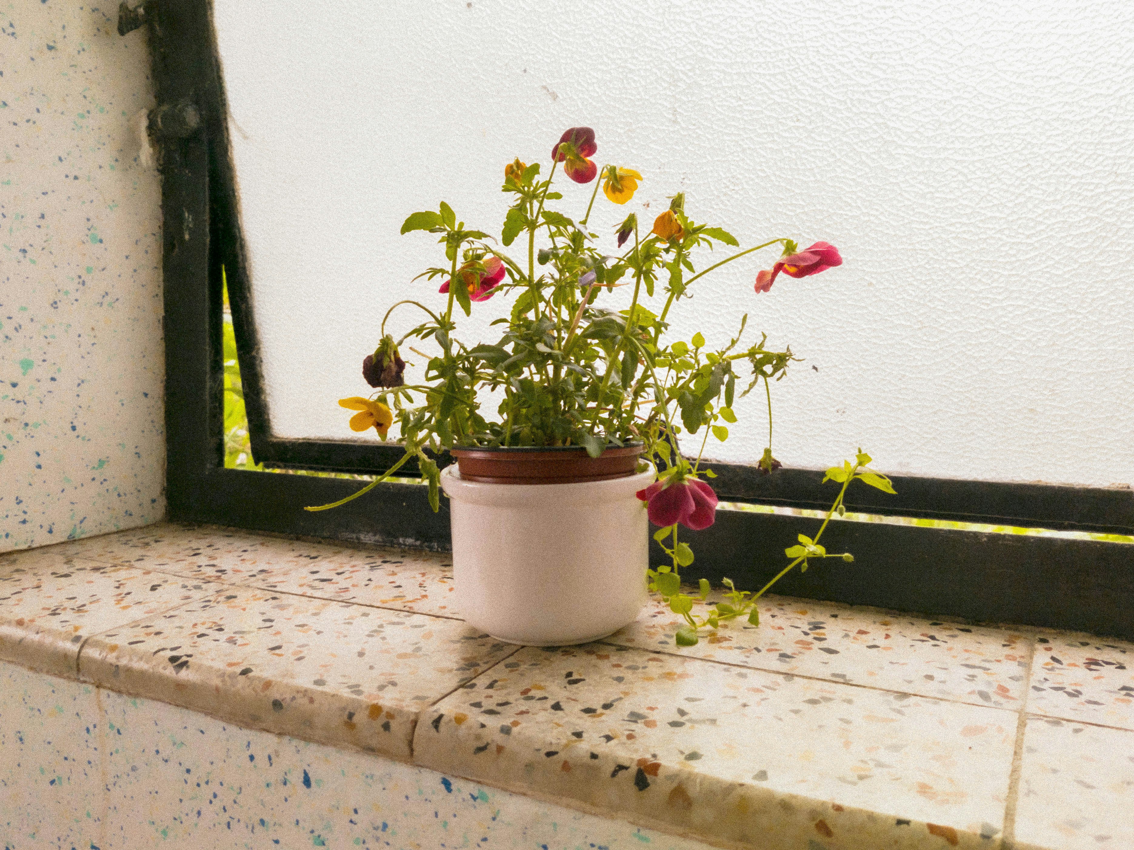 Potted flowers thrive on a windowsill, their vibrant colors contrasting with the soft light filtering through the frosted glass.