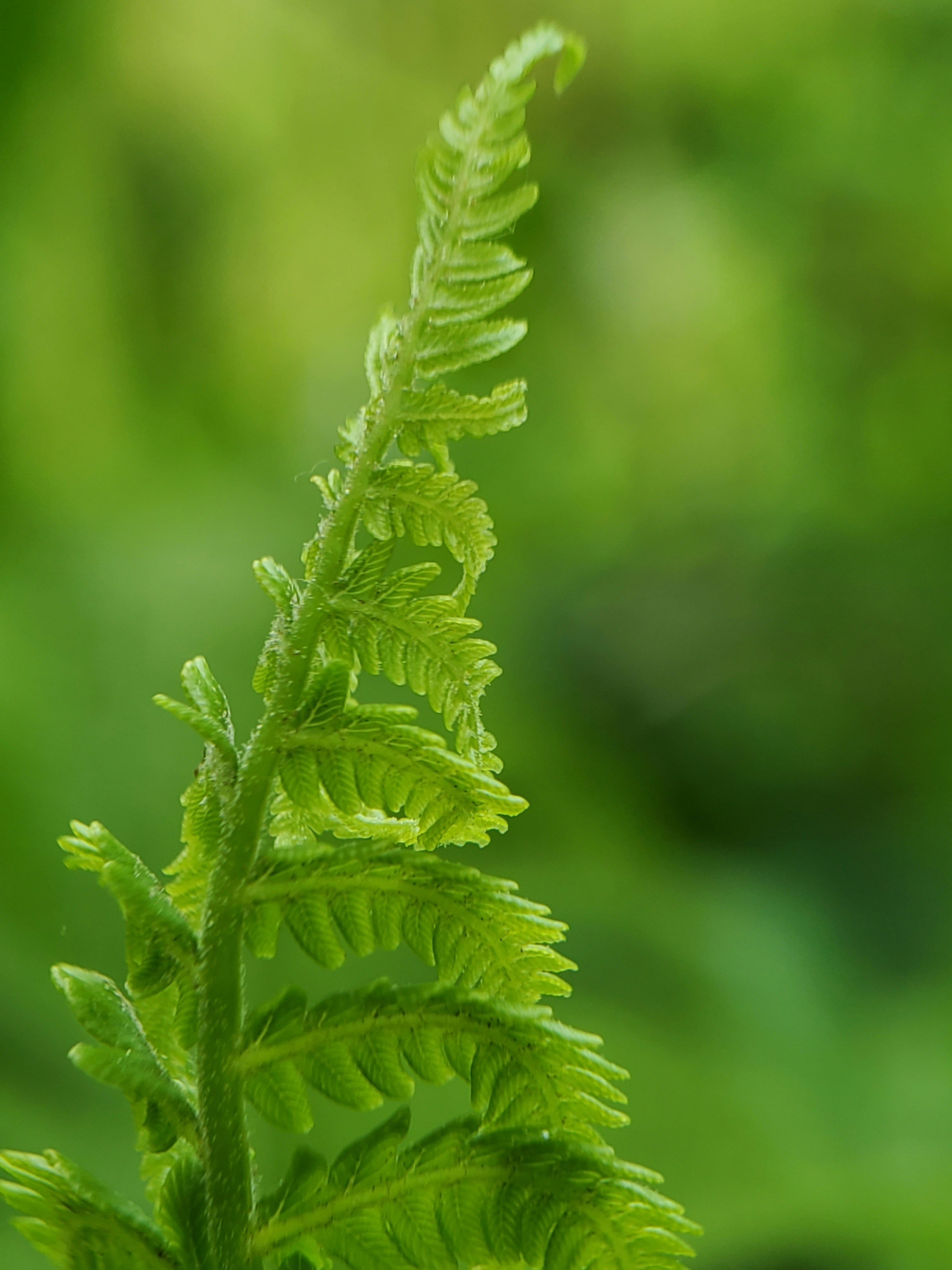 Close-up of a vibrant green fern frond against a blurred green background, showcasing its delicate structure and natural beauty.