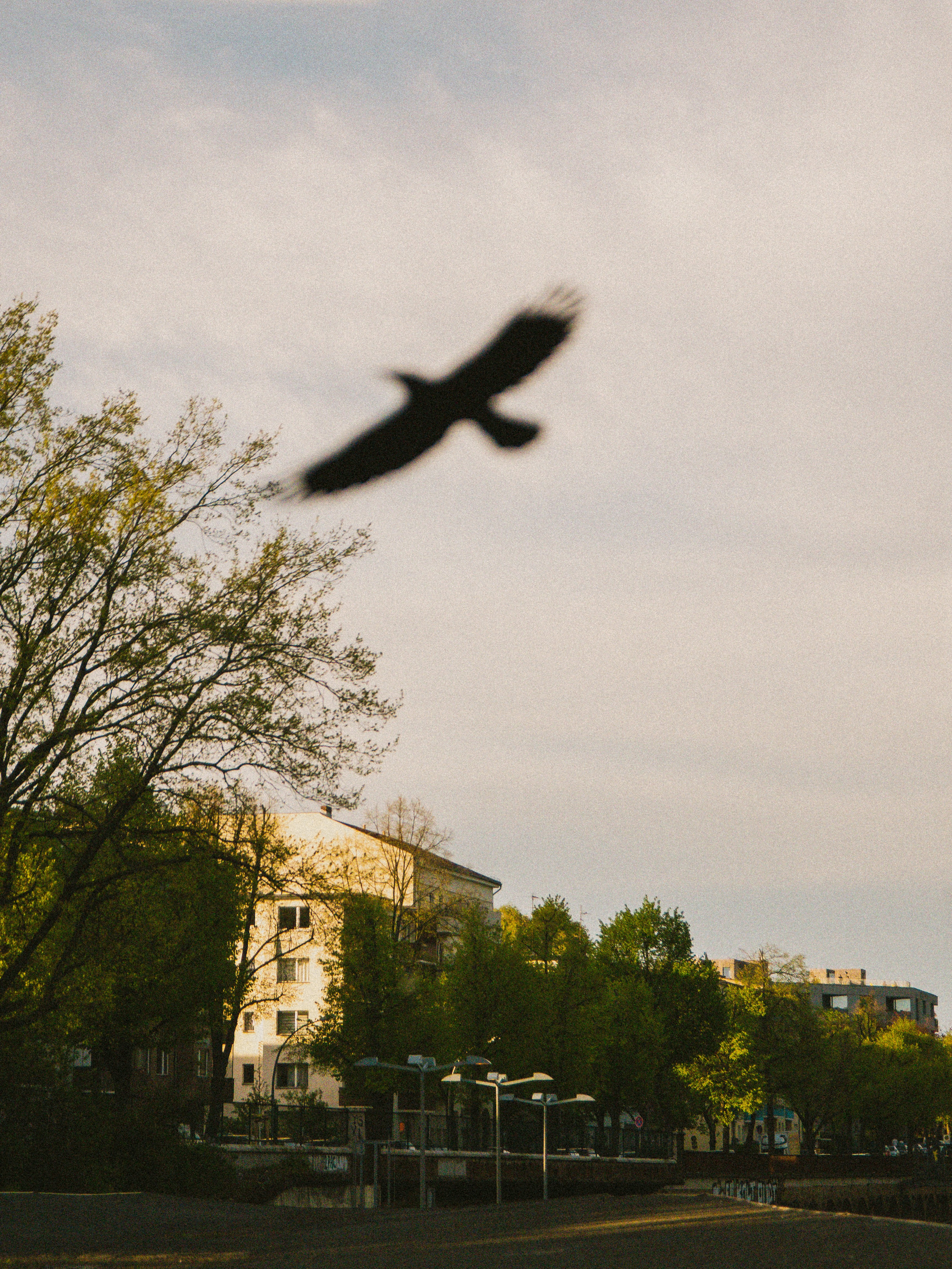 A silhouette of a bird glides above a cityscape, framed by lush trees and urban architecture. This moment captures the intersection of wildlife and city living.