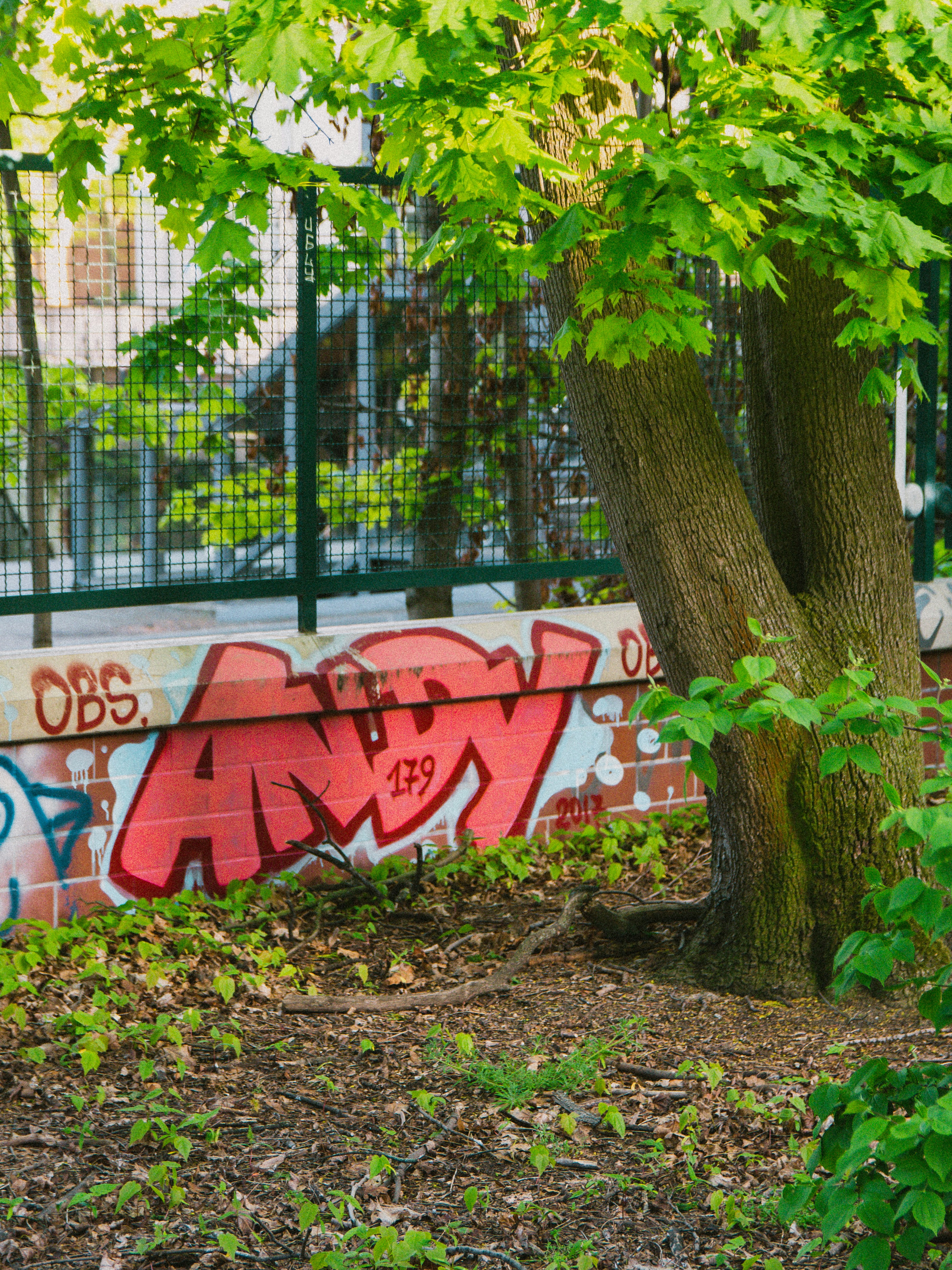 Graffiti Bloom by the Fence