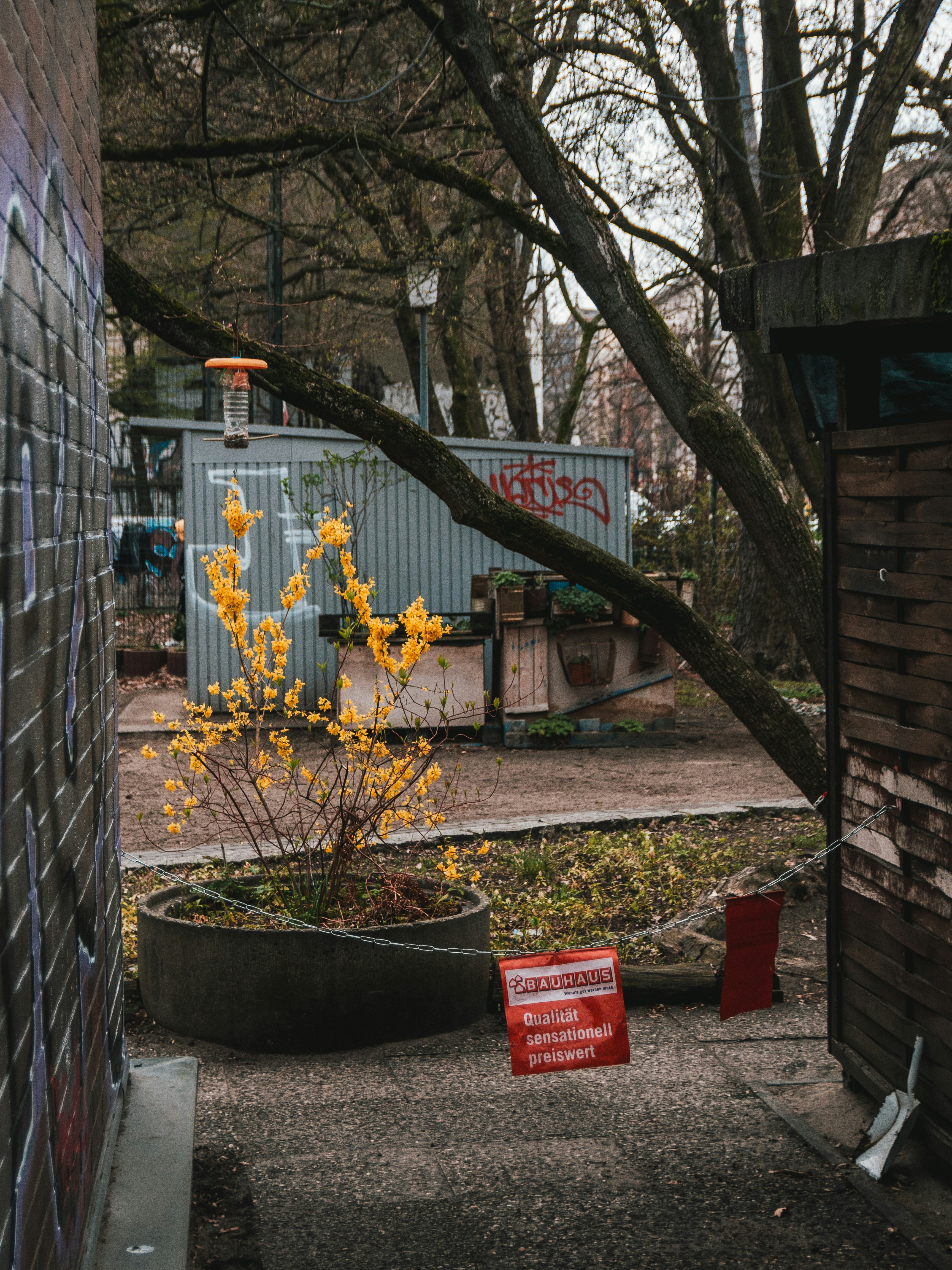 Yellow Blossom Oasis in a Narrow Urban Alley