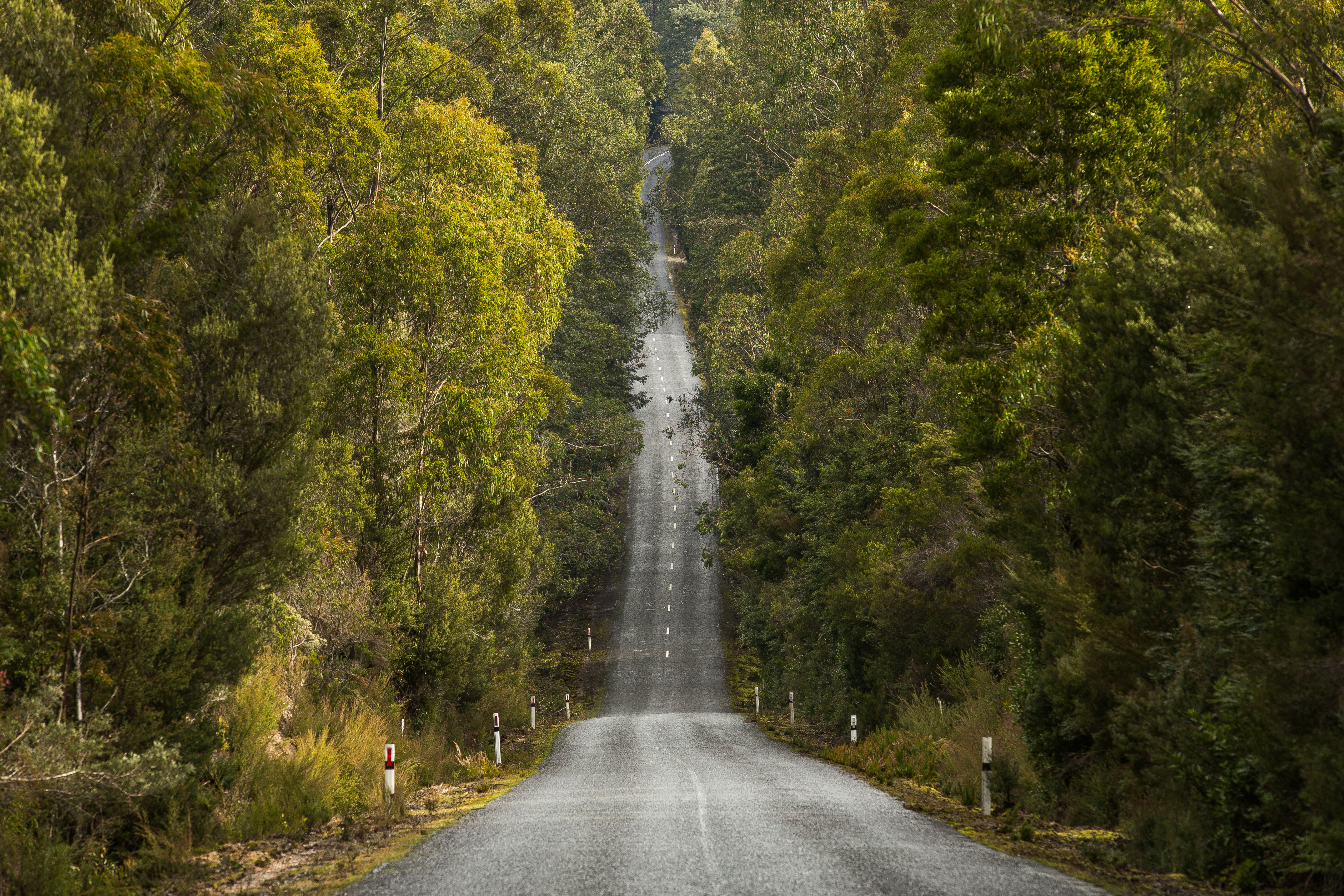 Green Corridor: A Straight Forest Road Recedes Toward Distant Light
