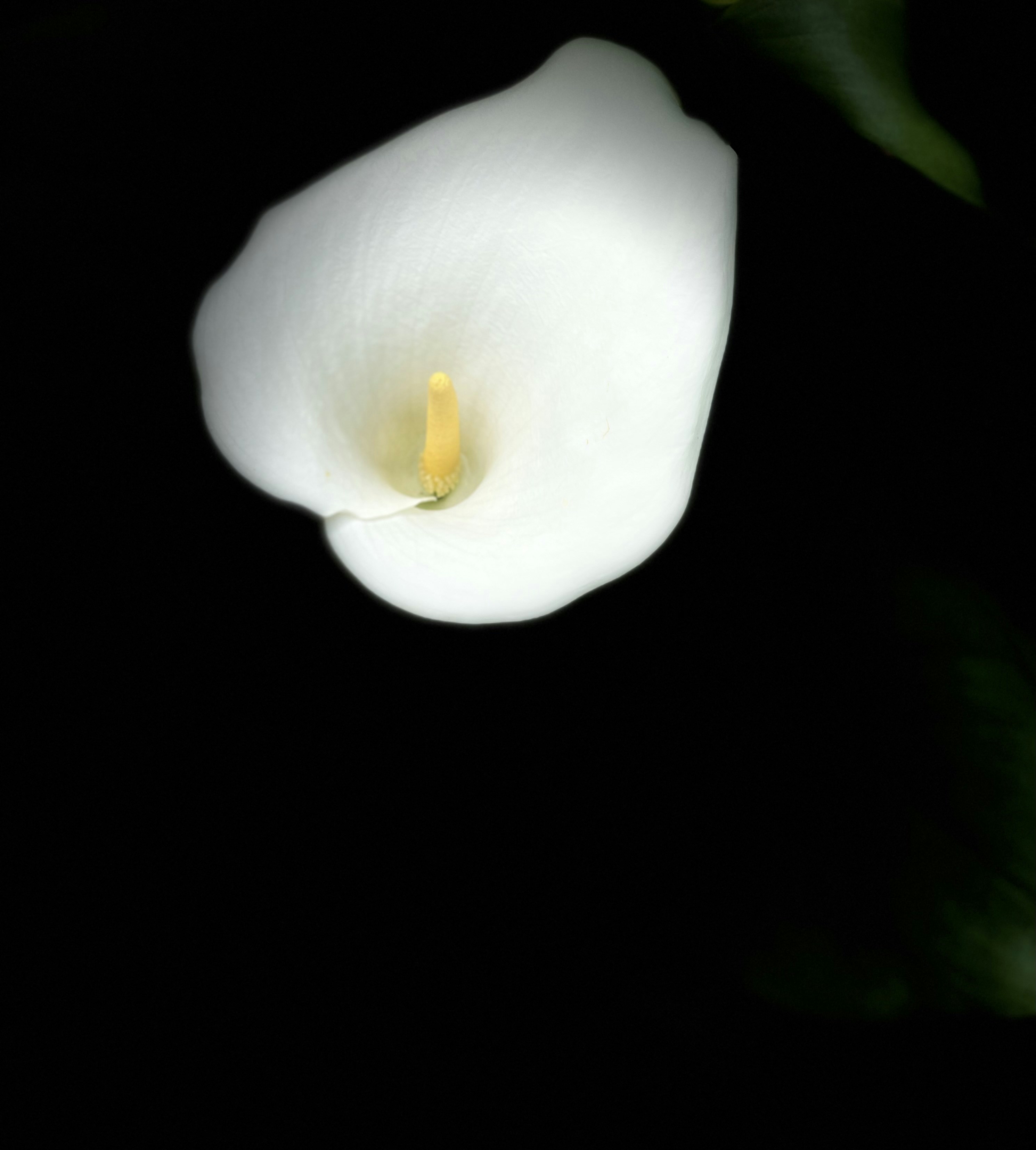 Cala lilys (also called peace lilies) burst forth in summer when blessed with warm sunlight and adequate water.