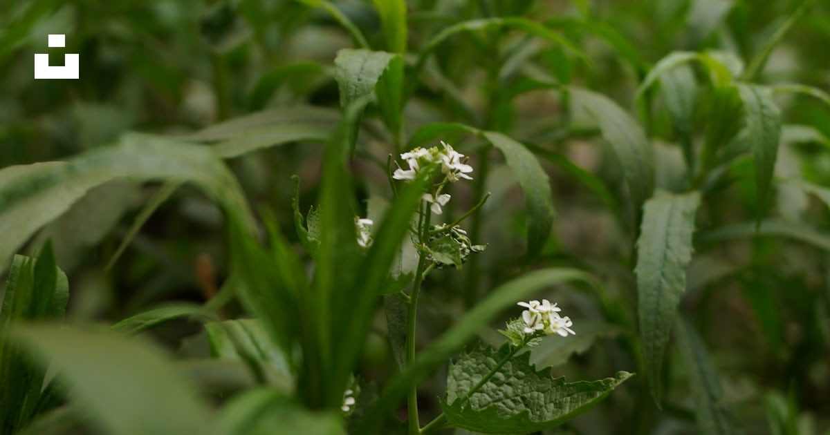 昼間の緑の芝生に白い花の写真 Unsplashの無料工場写真