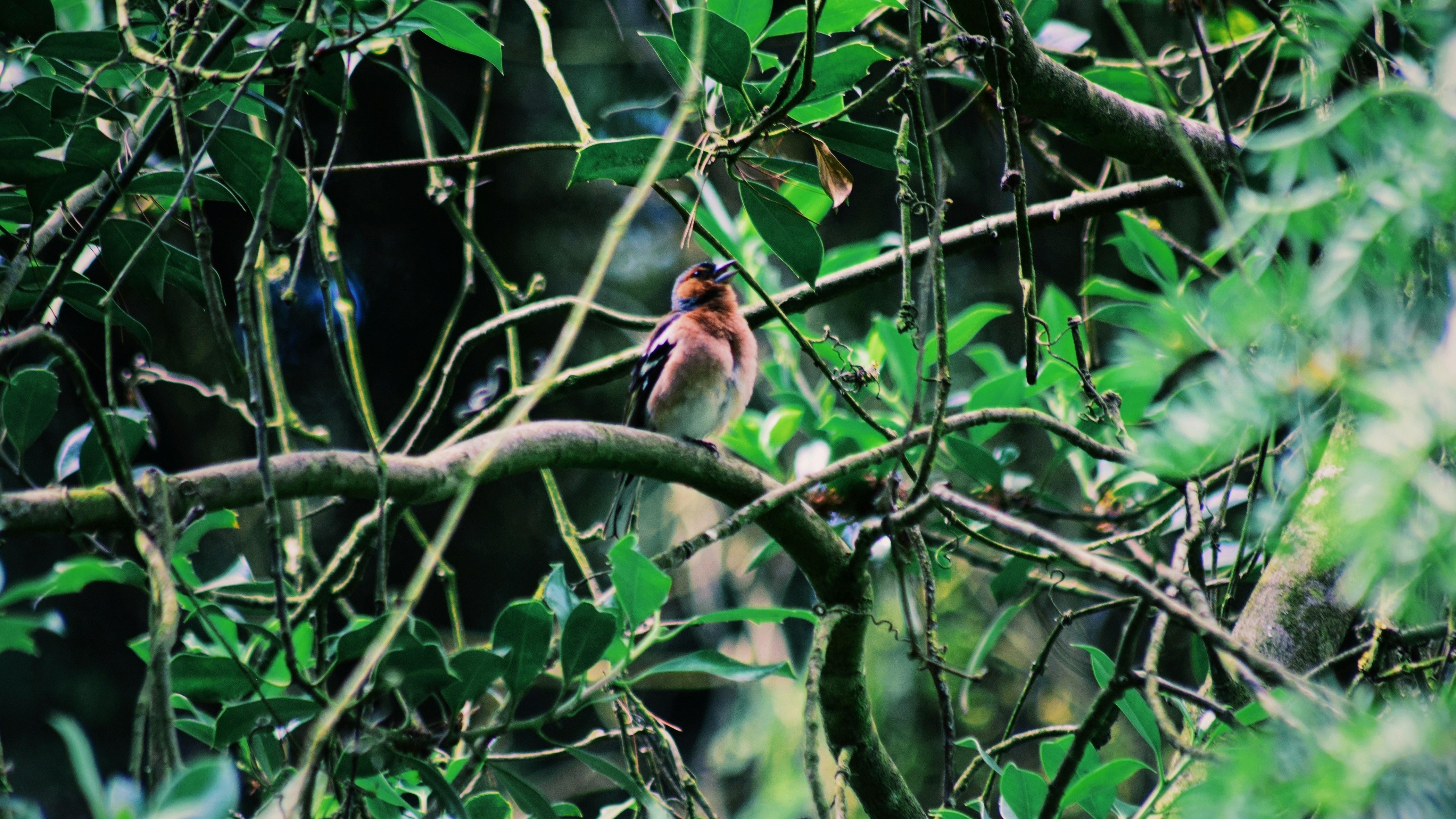 Tiny songbird in a jade labyrinth of branches