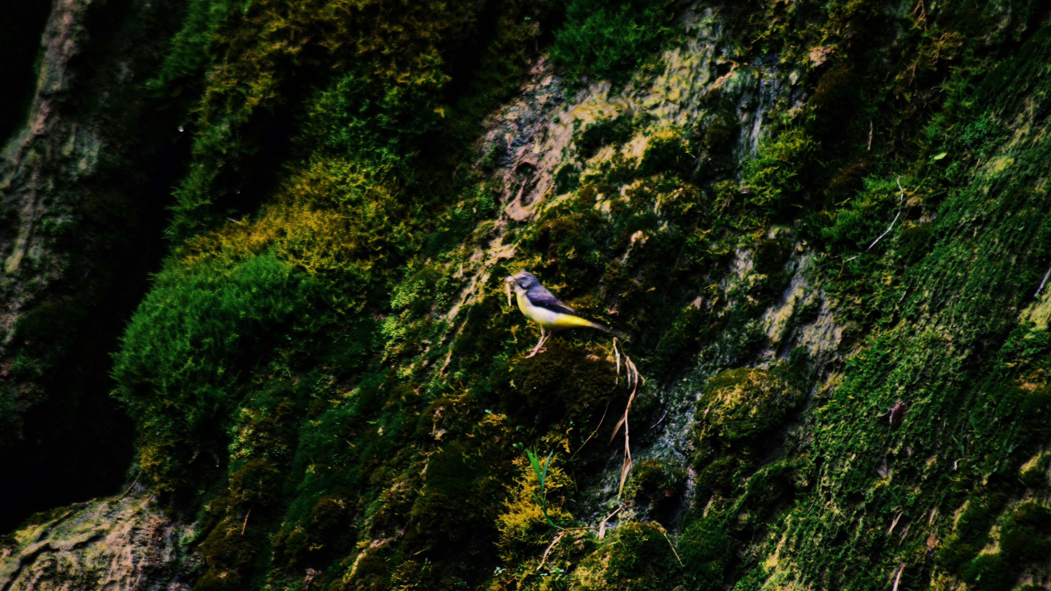 A small bird perches on a textured, moss-covered tree trunk, showcasing its vibrant plumage against the earthy backdrop.