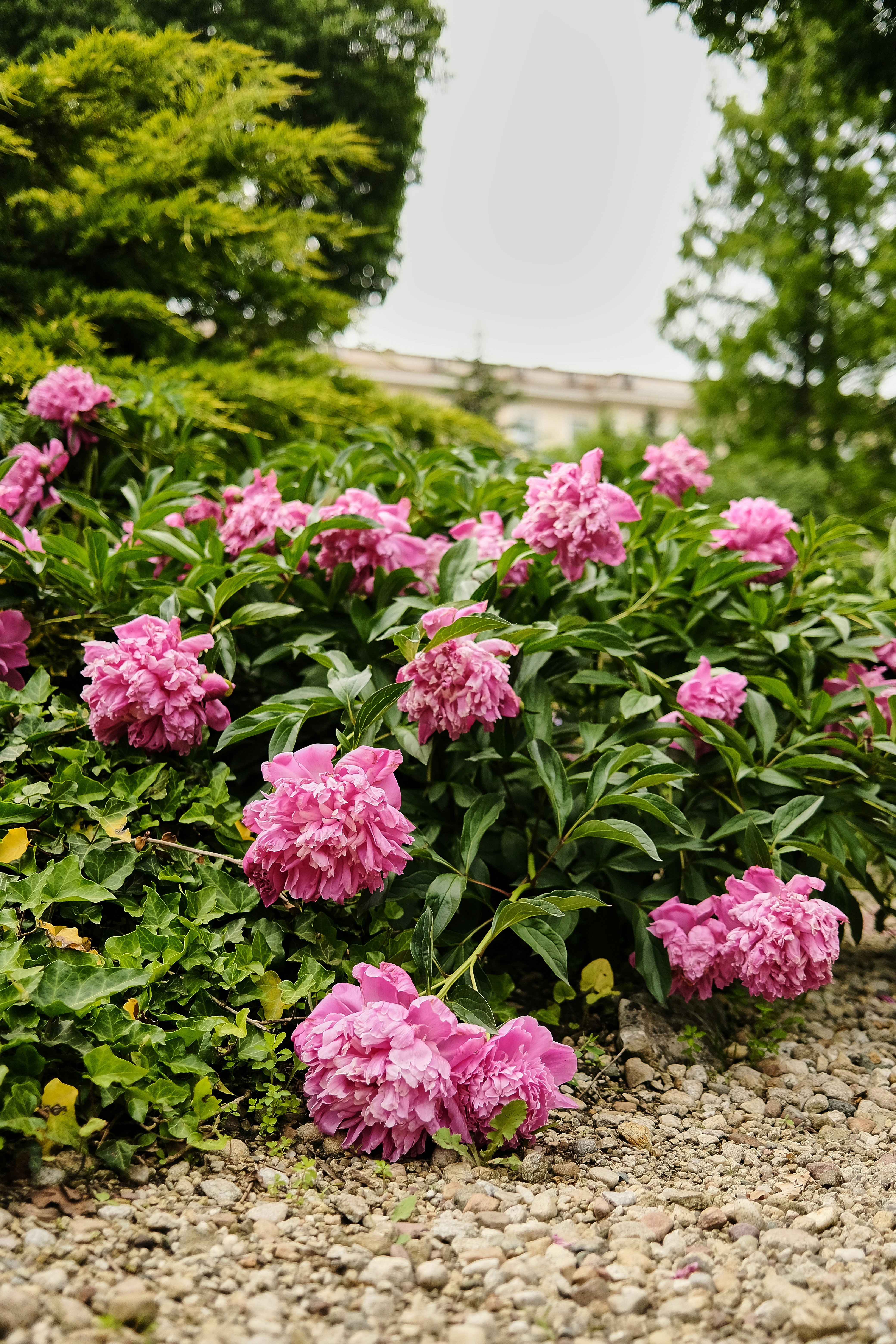 Cosmos of Pink Blooms: A Stone Carpet Under a Garden Bed