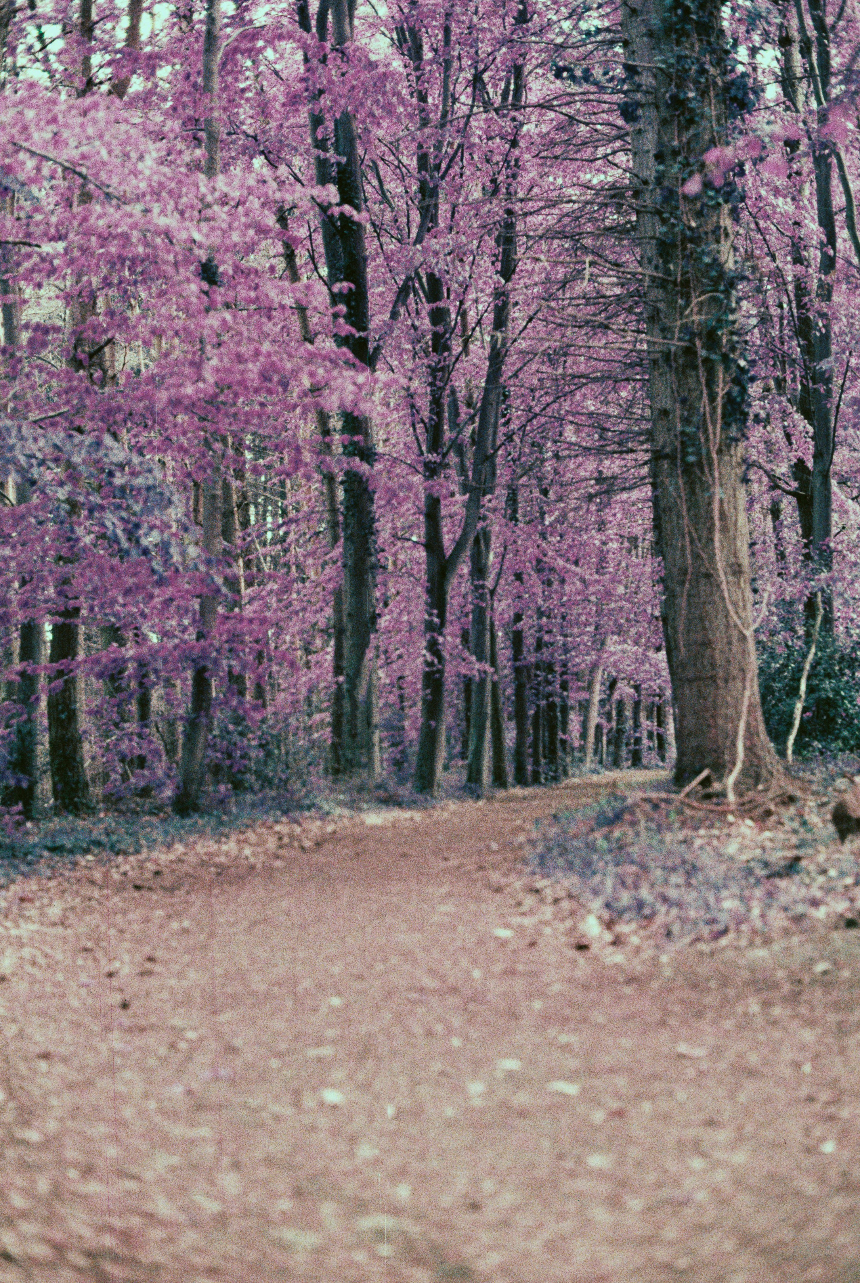 Pink-blossom canopy over a quiet forest path