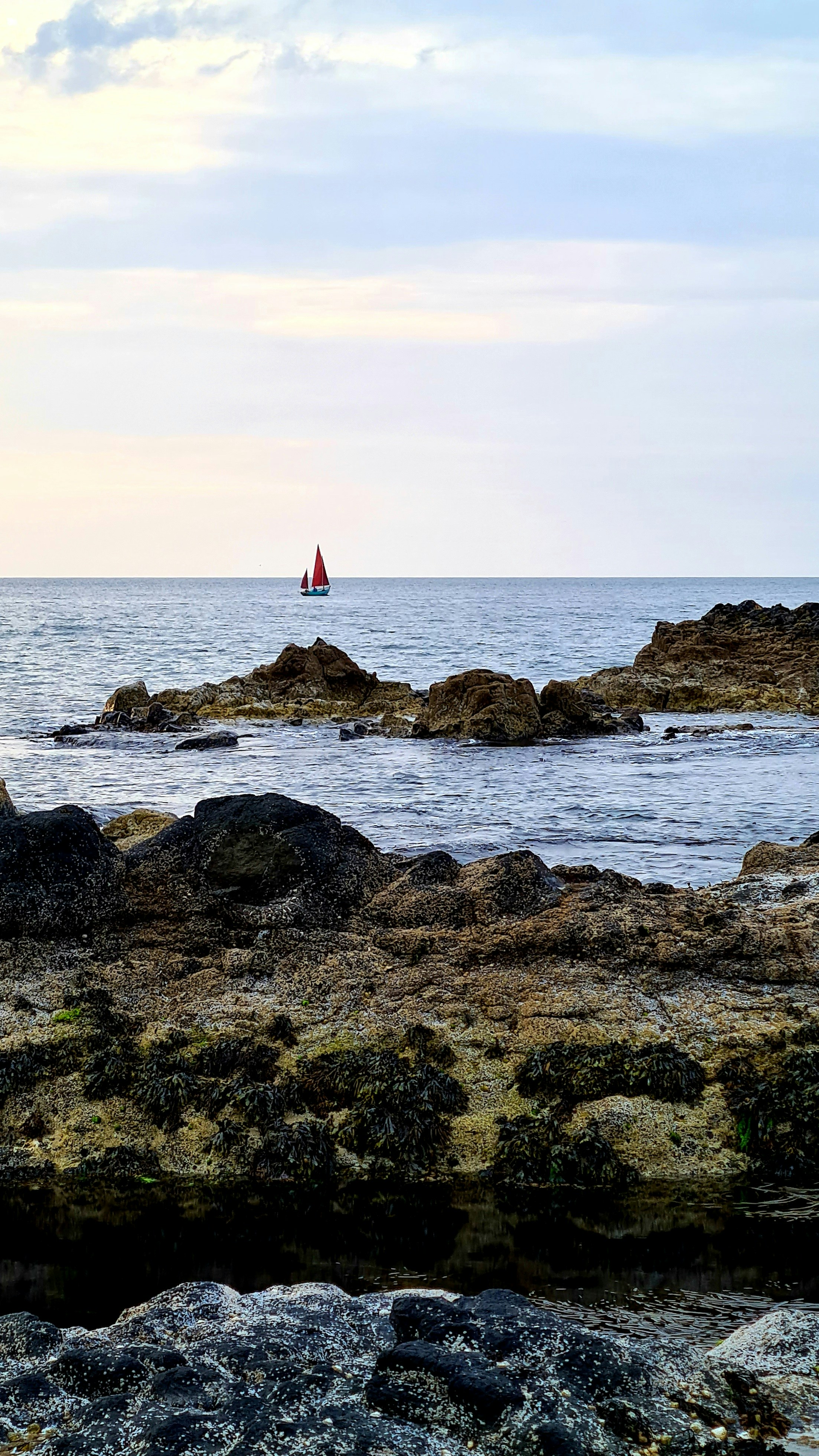 Red Sailed Speck at the Edge of a Quiet Sea