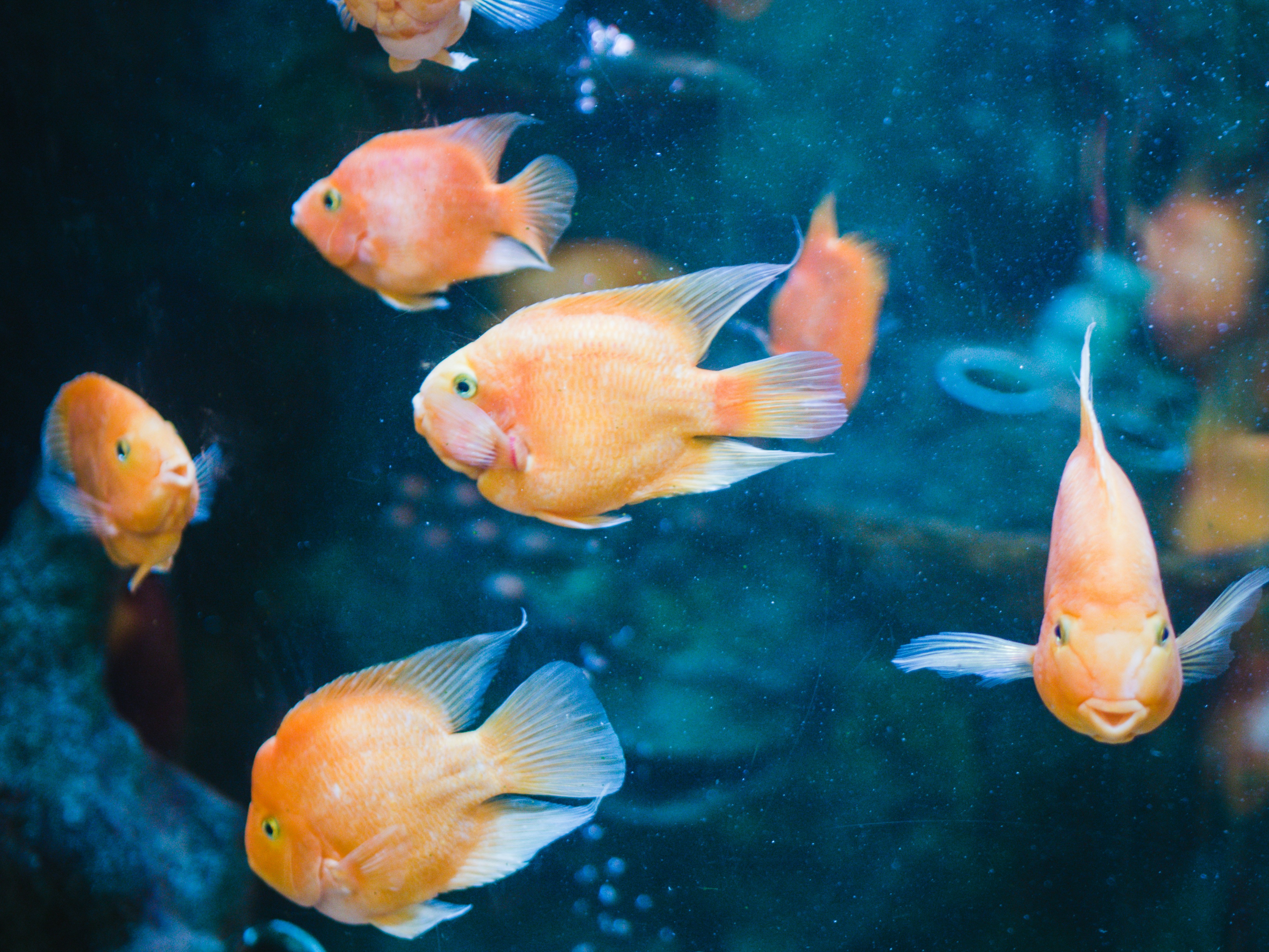 School of vibrant orange fish swimming gracefully in an aquarium, creating a serene underwater scene.