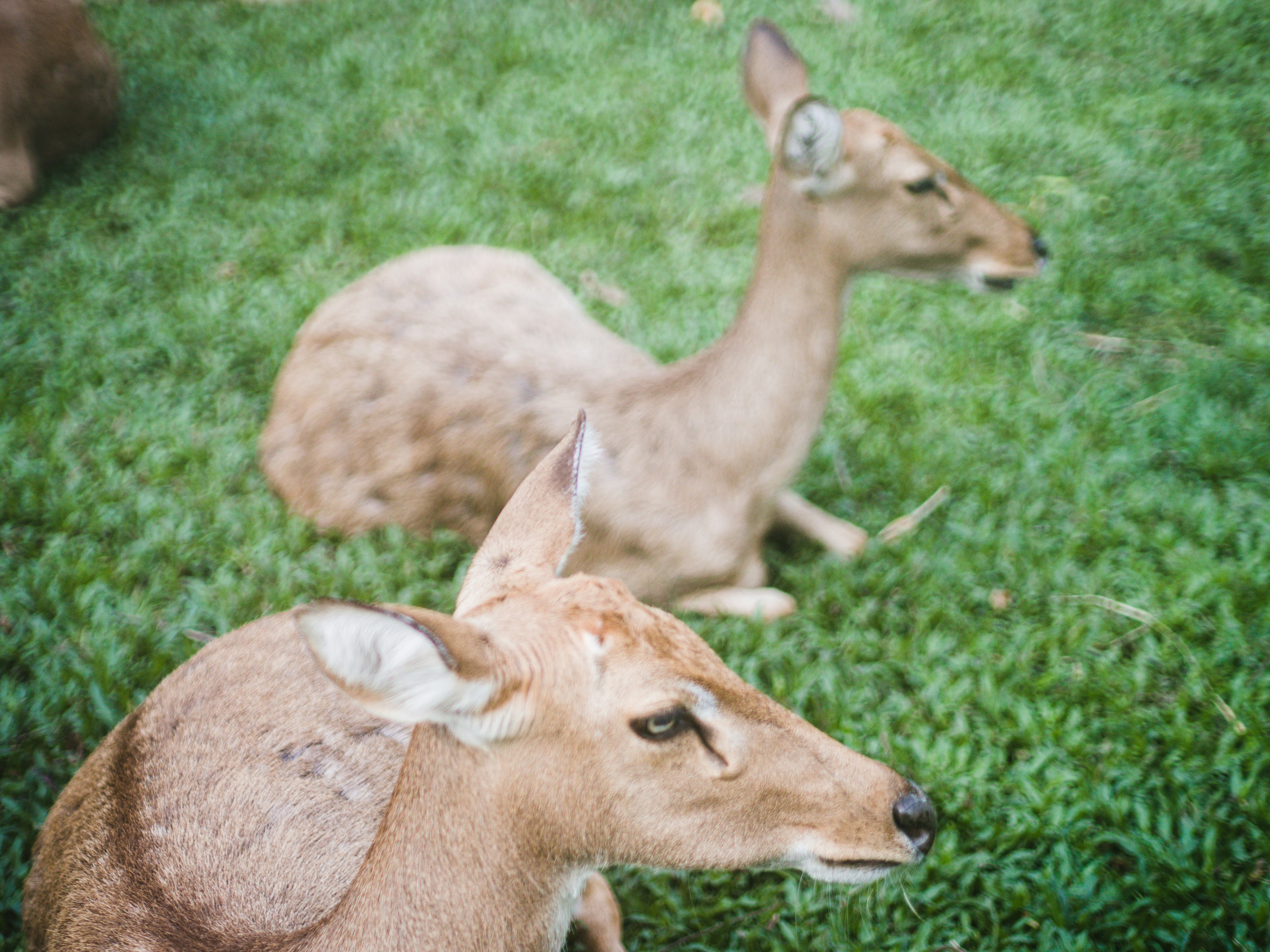 Two deer resting on vibrant green grass, showcasing their calm demeanor in a tranquil environment.