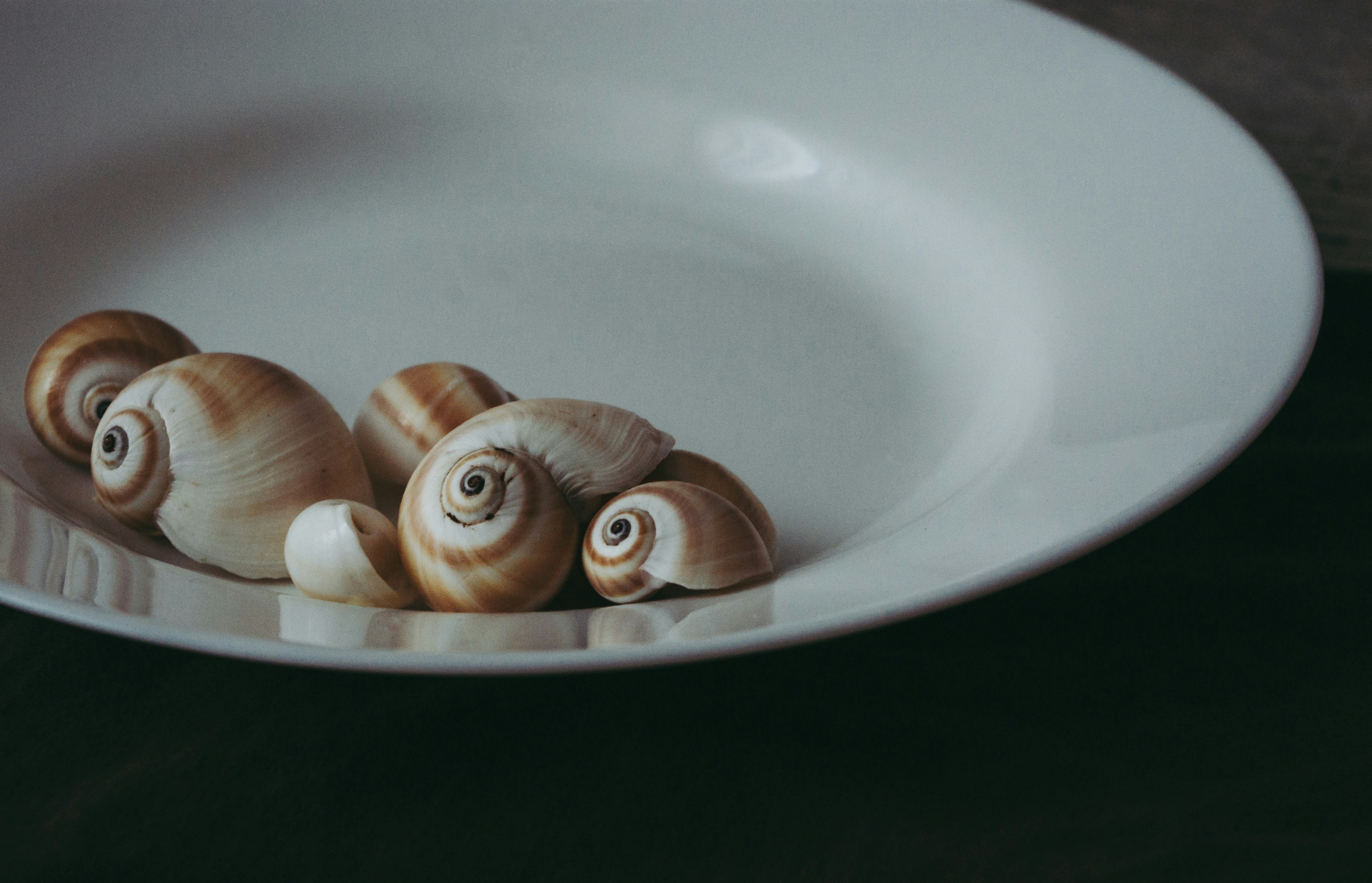 Coiled Echoes on a White Plate