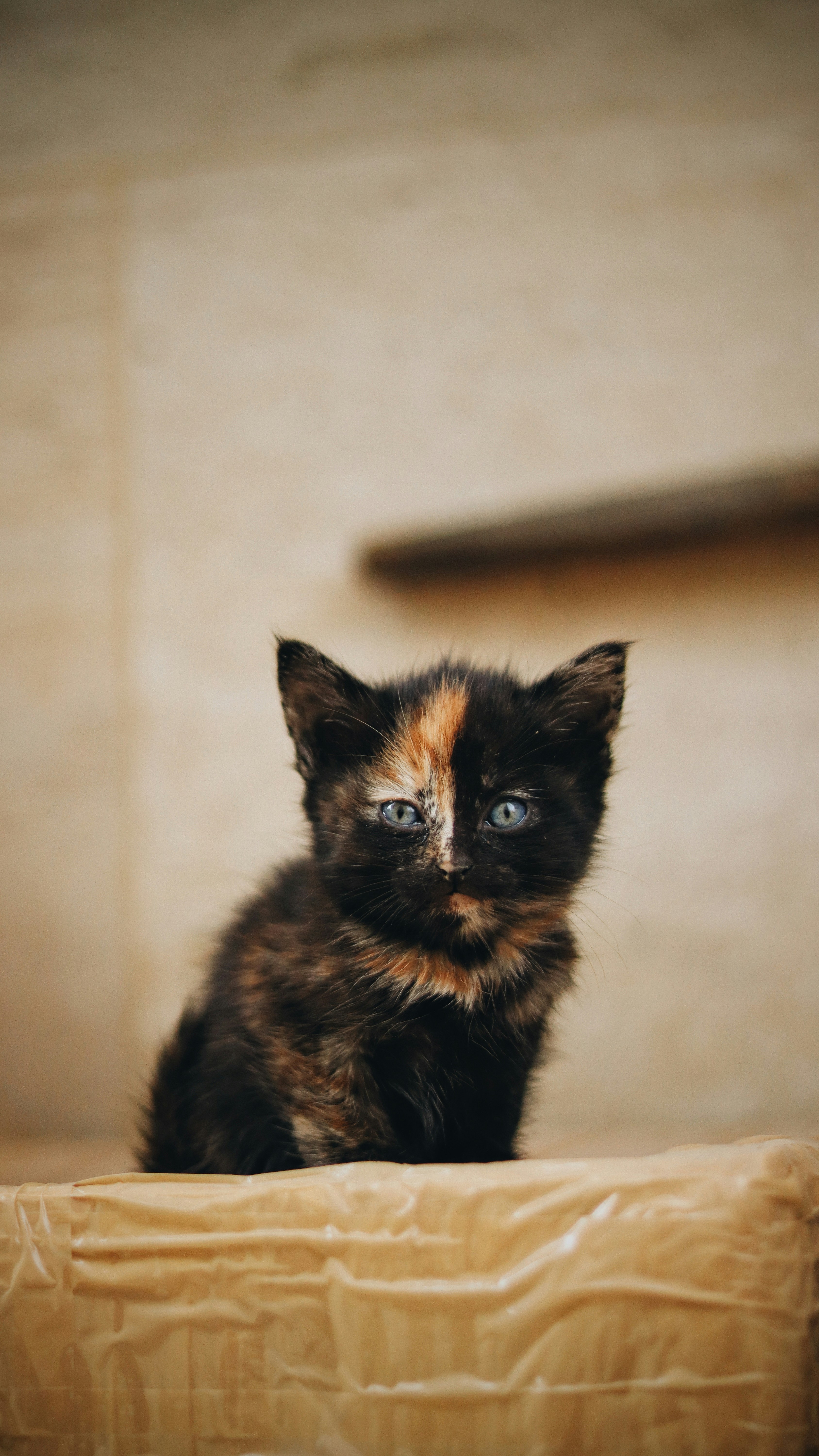 A tortoiseshell kitten gazes curiously from atop a cardboard box, showcasing its unique coat pattern and expressive blue eyes.