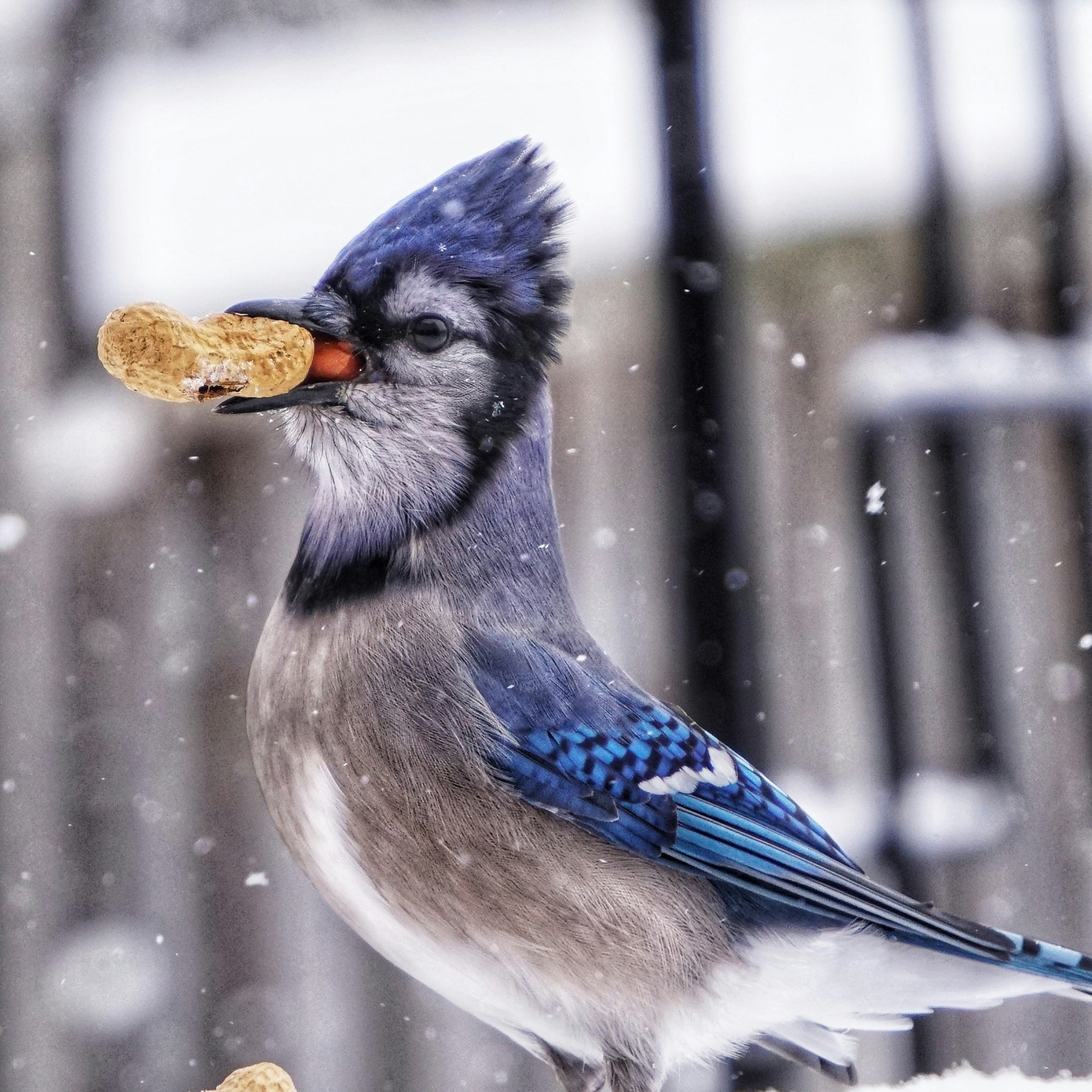Winter's Feast: The Blue Jay's Delight