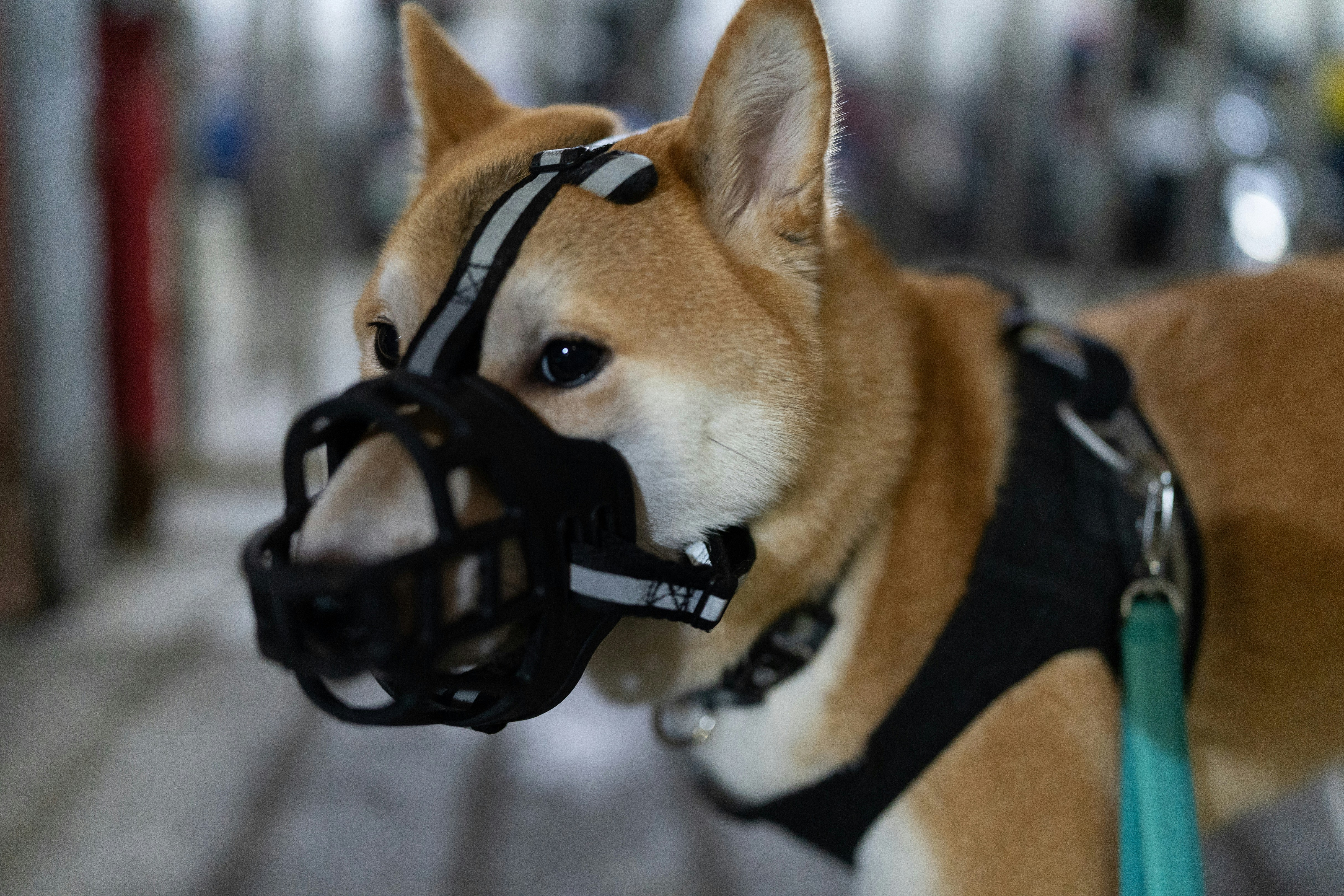 brown and white short coated dog with black collar