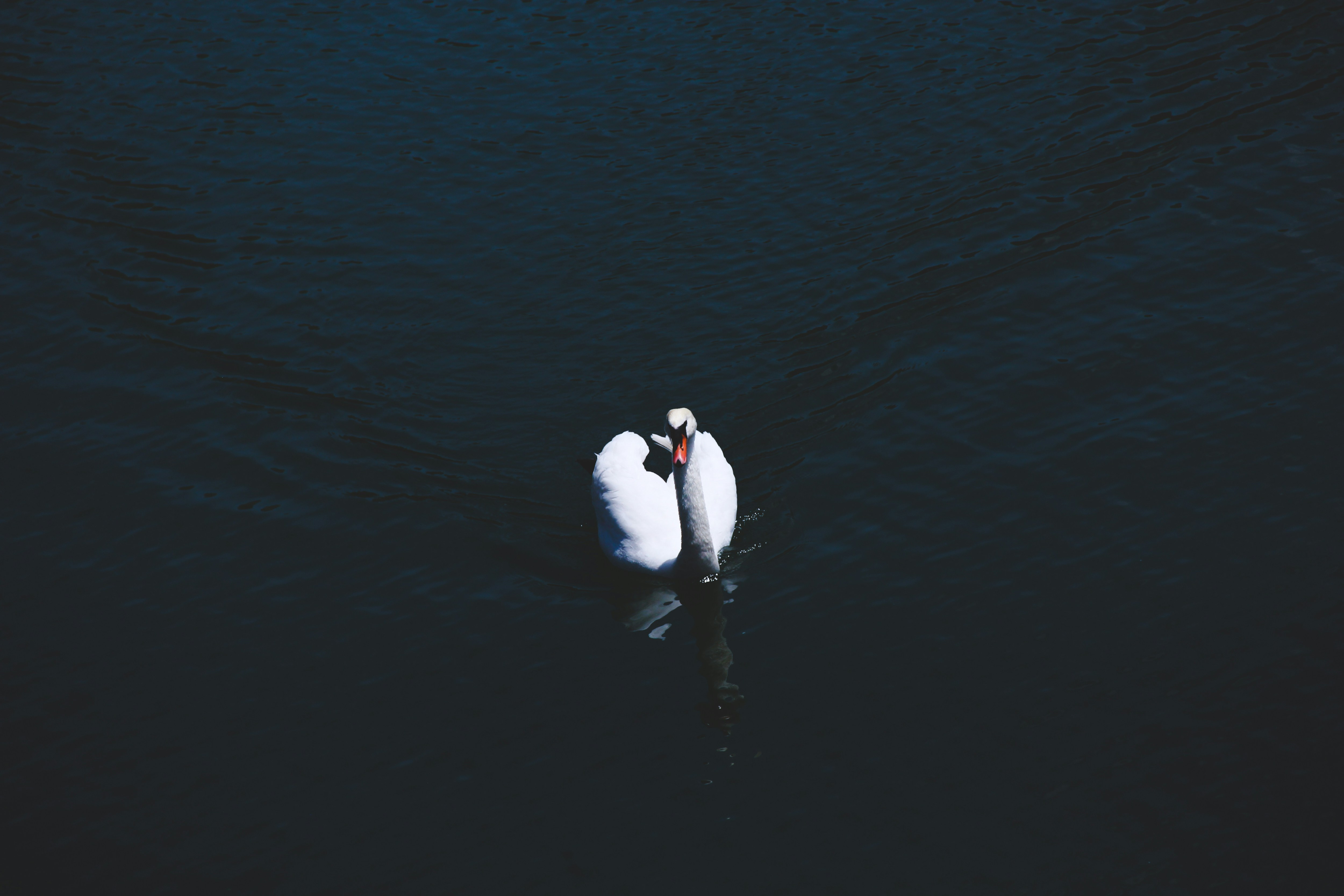 Swan 