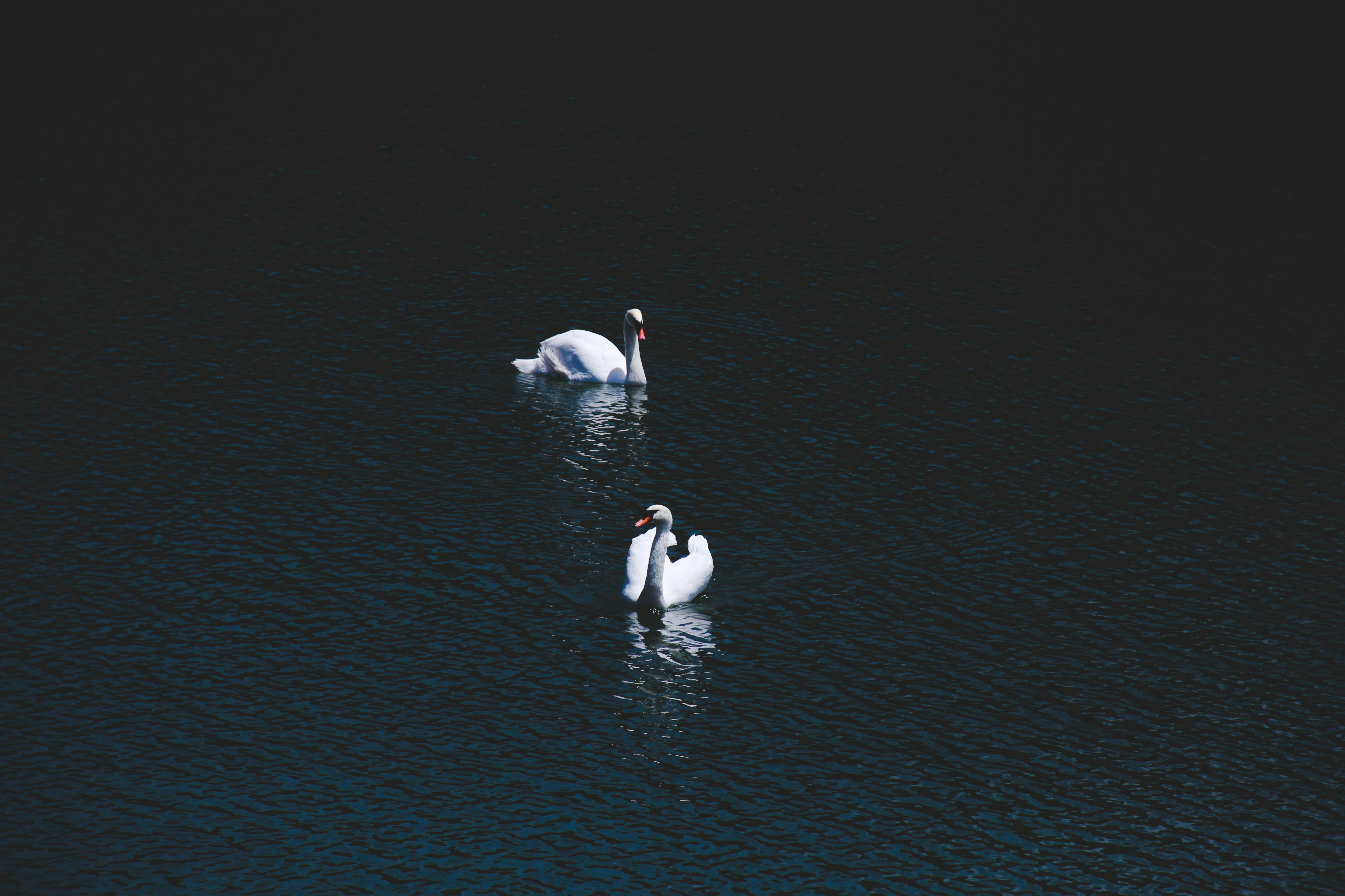 Swan 