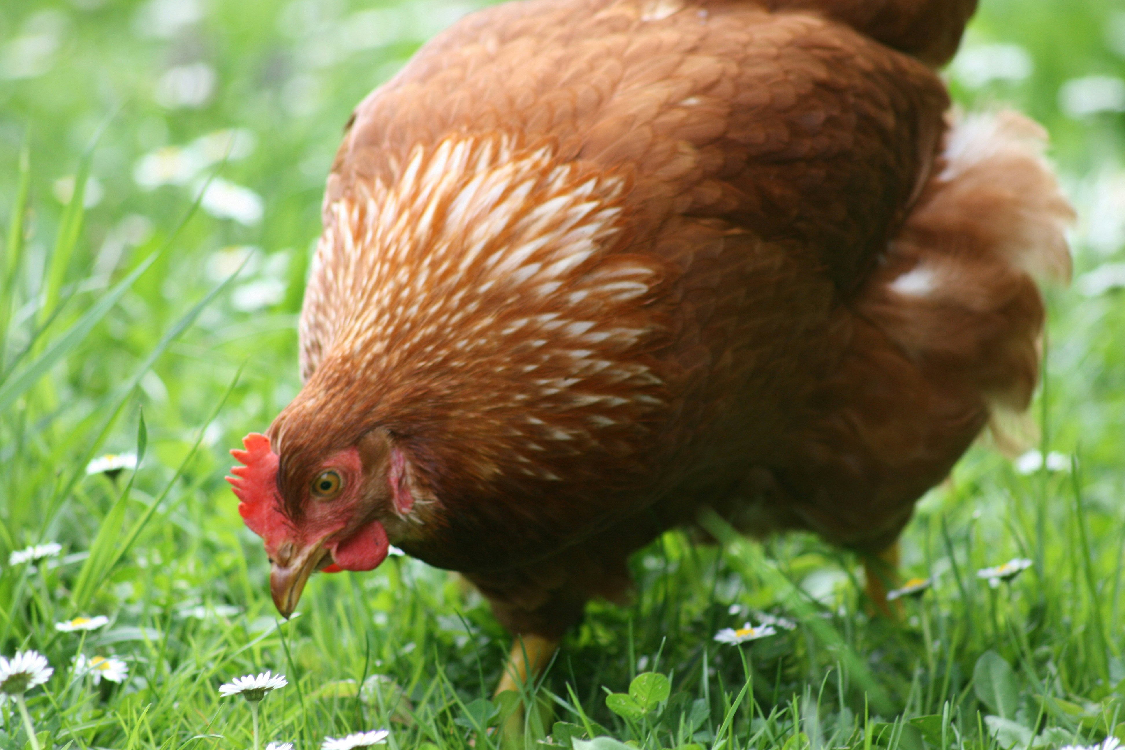 Brown chicken on green grass during daytime photo – Free Chicken Image ...