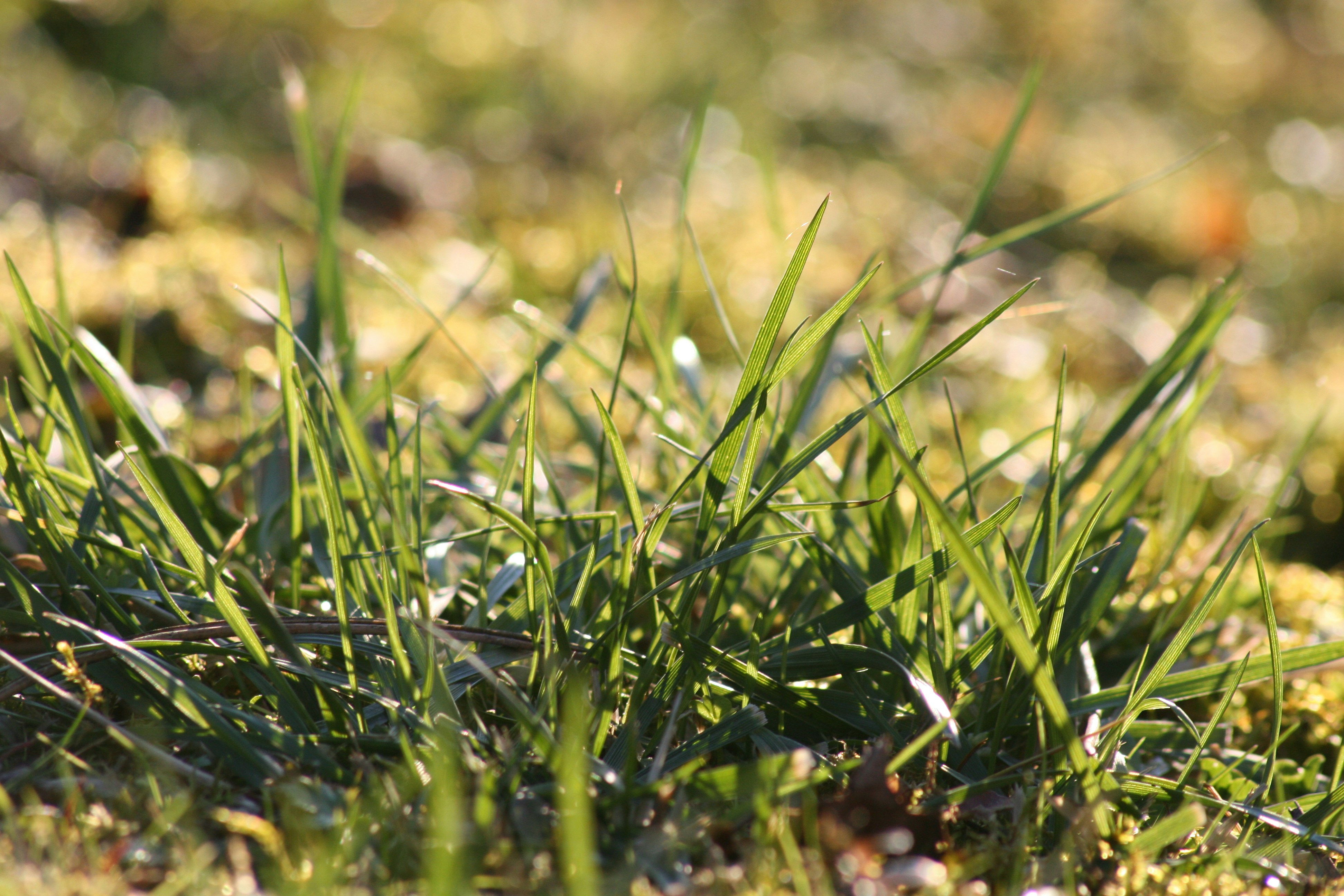 Foto Tetesan air di rumput hijau – Gambar Hijau Gratis di Unsplash