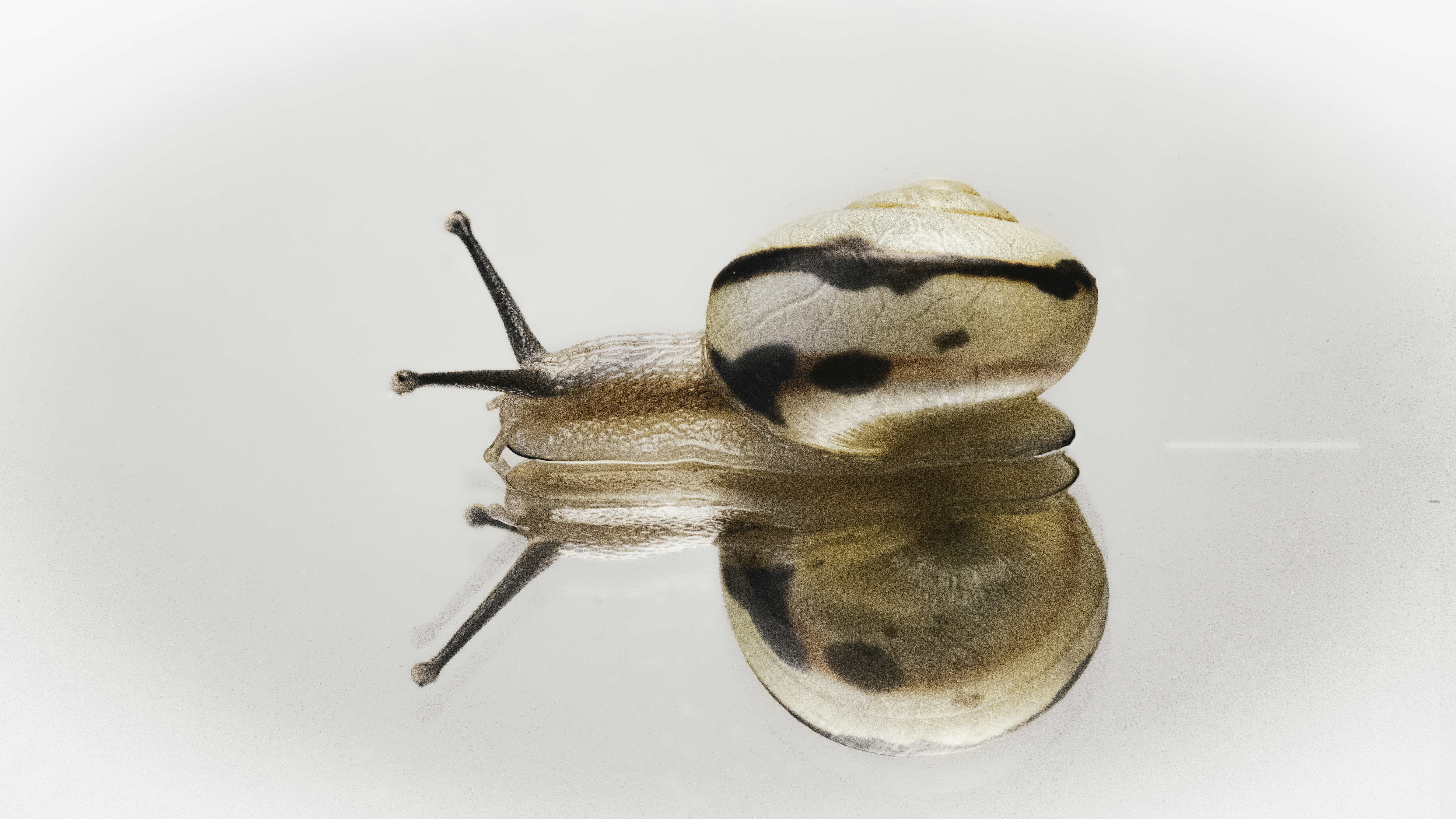 Striped Snail on a Glassy Stage: Echoes of a Quiet Moment