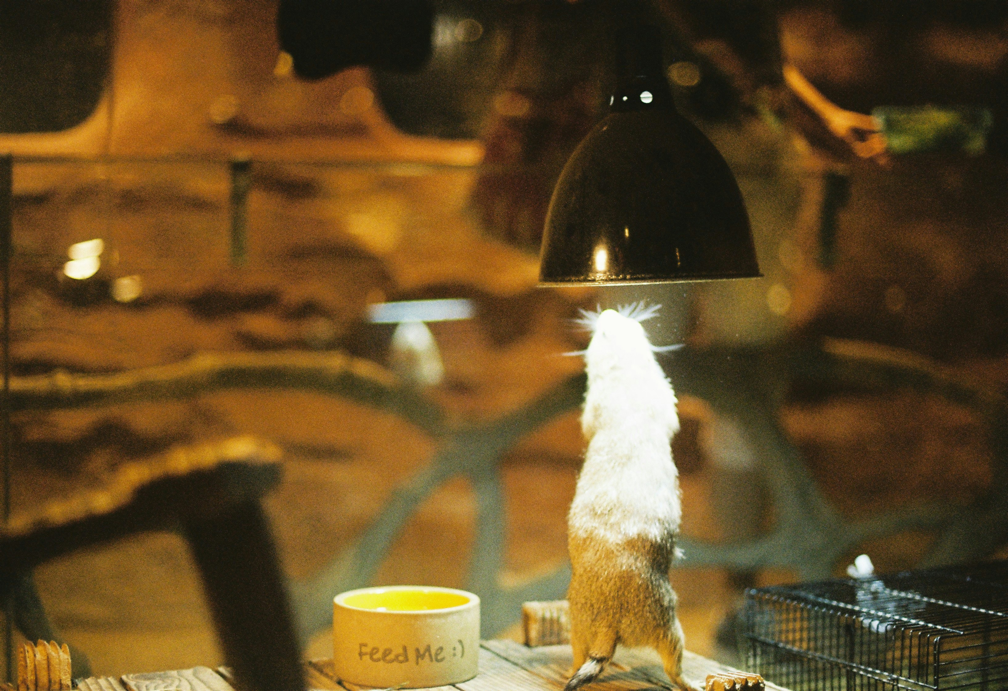 marmot in little zoo