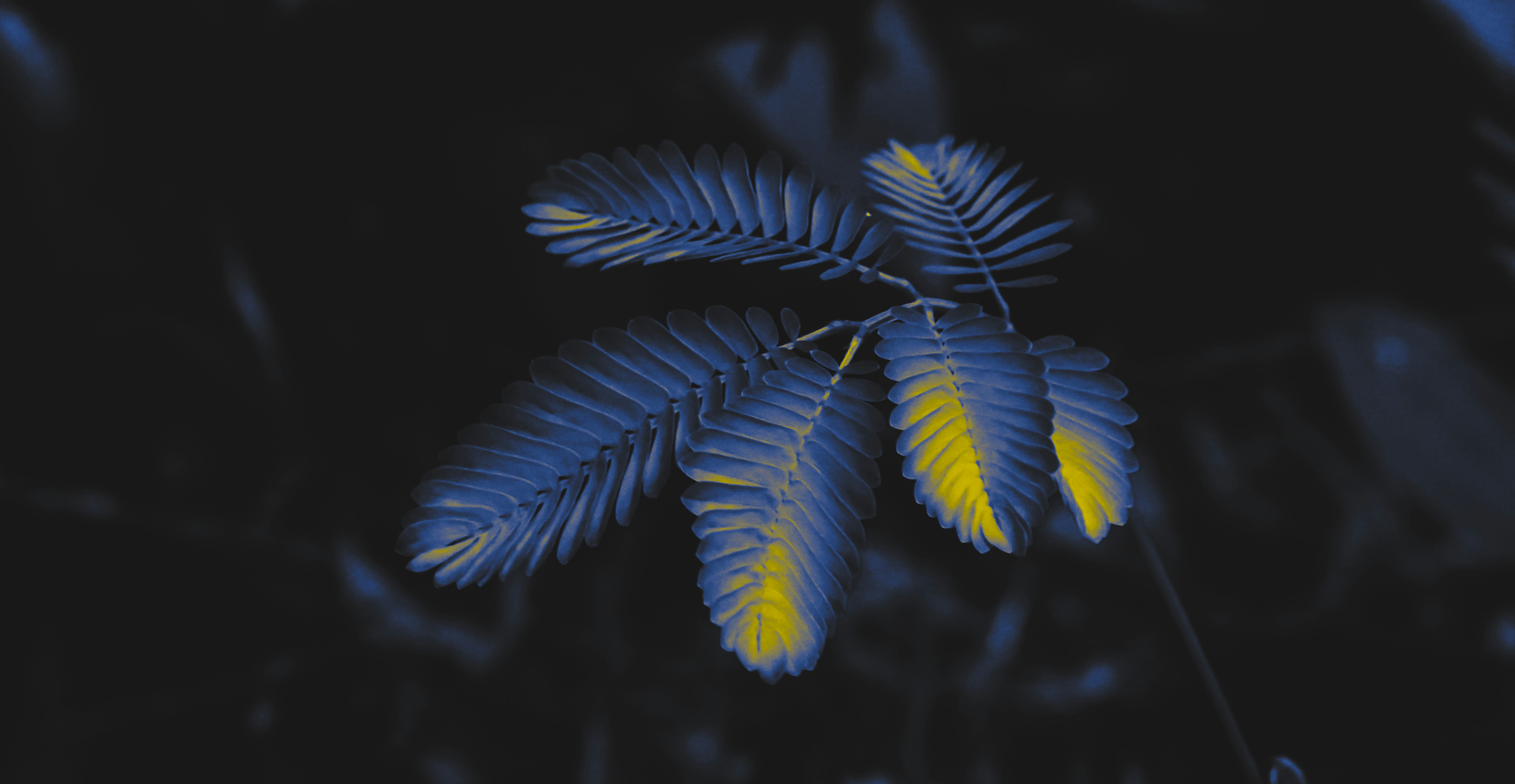 Blue-Gold Fern Against a Velvet Night
