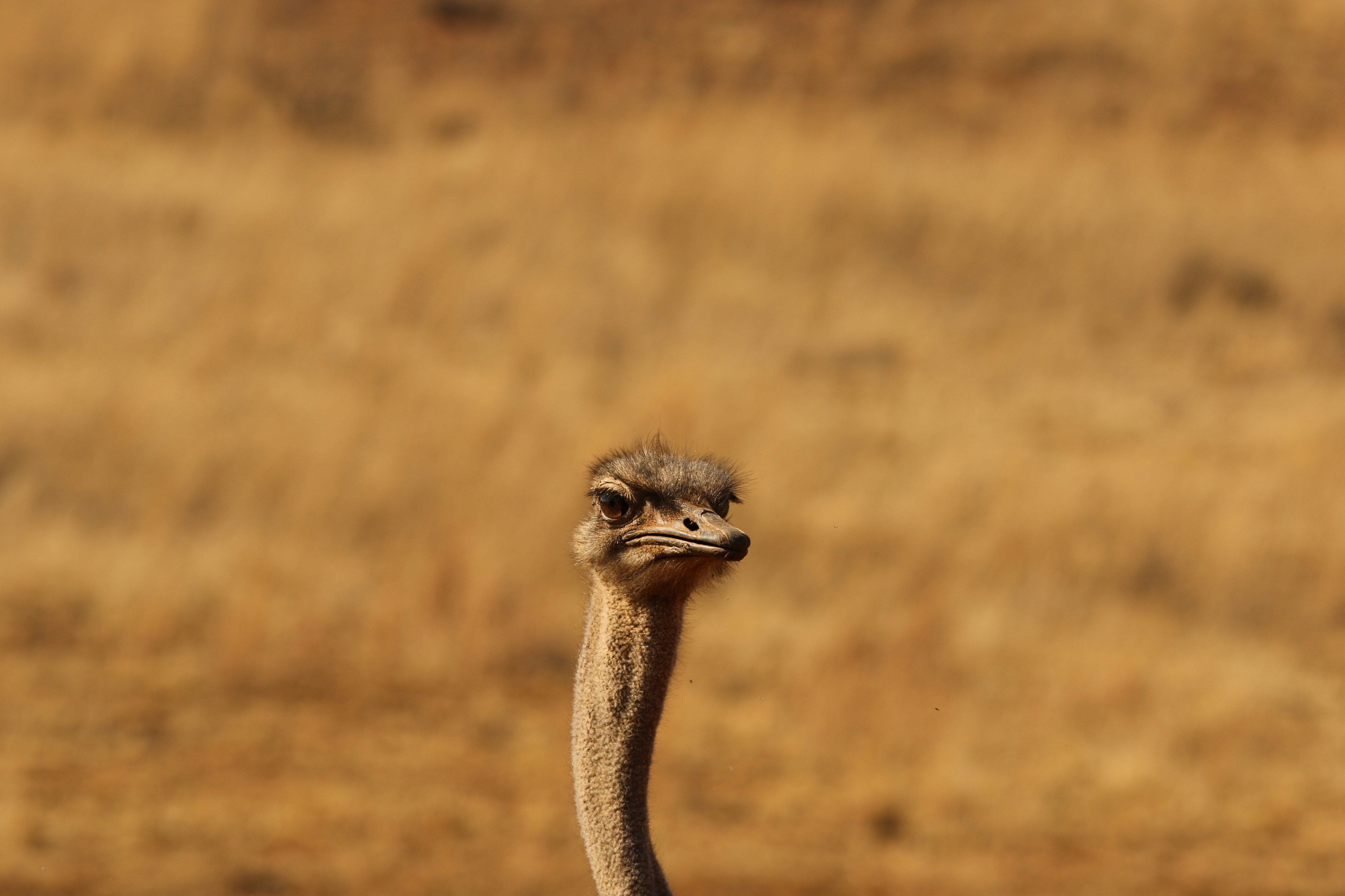 brown ostrich in close up photography