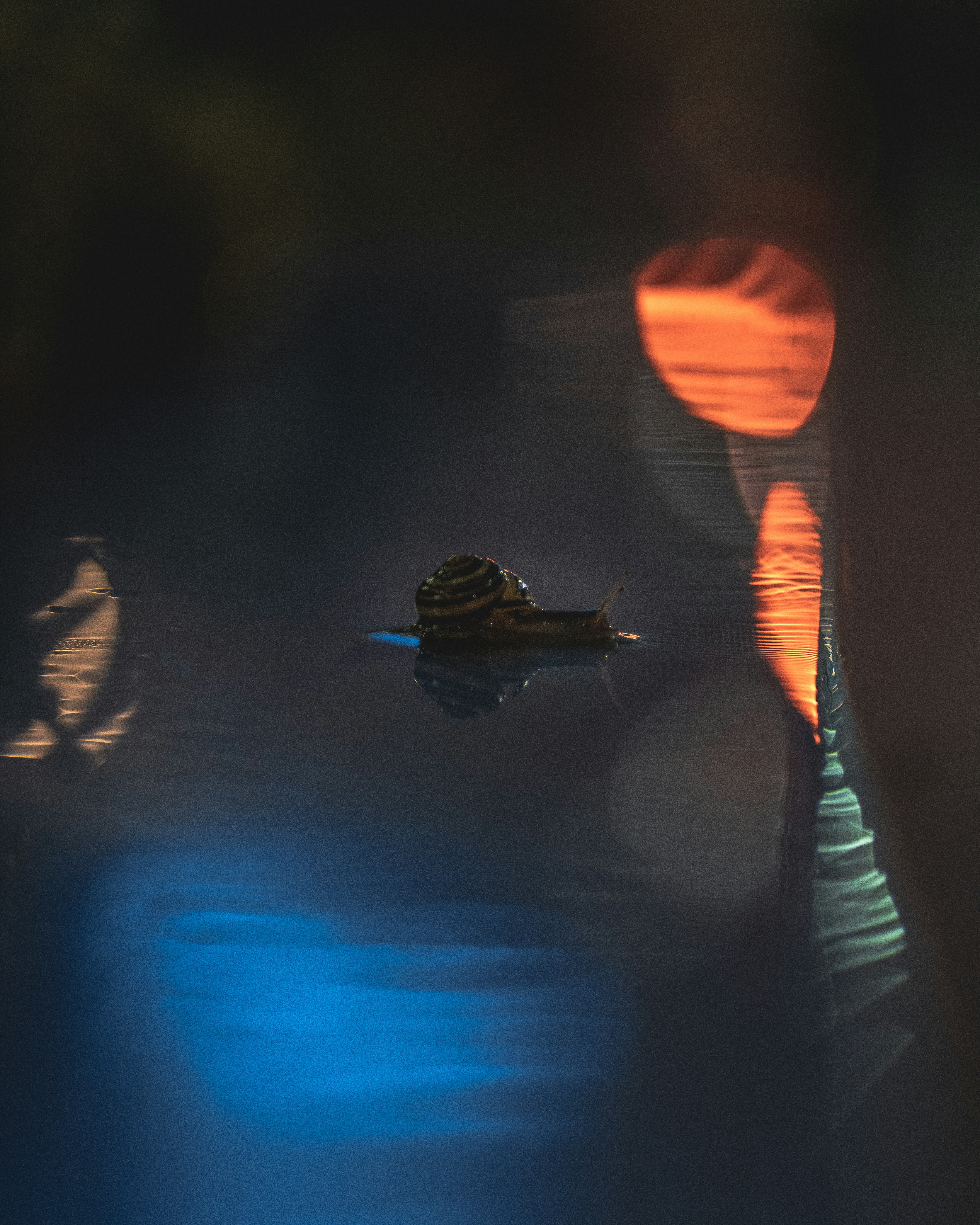 Neon Reflections: A Tiny Snail Traverses a Glassy Pool
