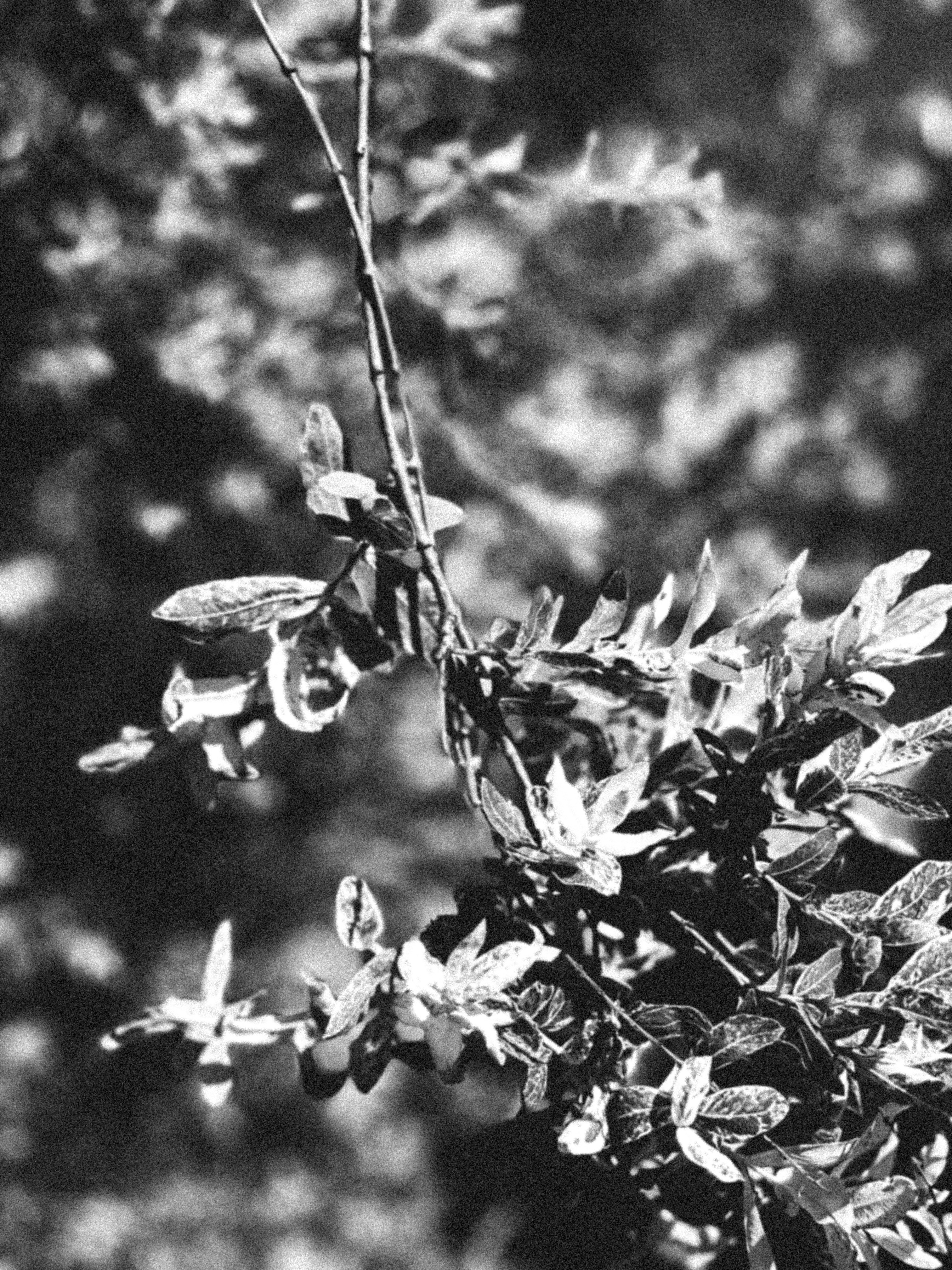 Intricate black and white foliage capturing the delicate interplay of light and shadow among leaves and branches.