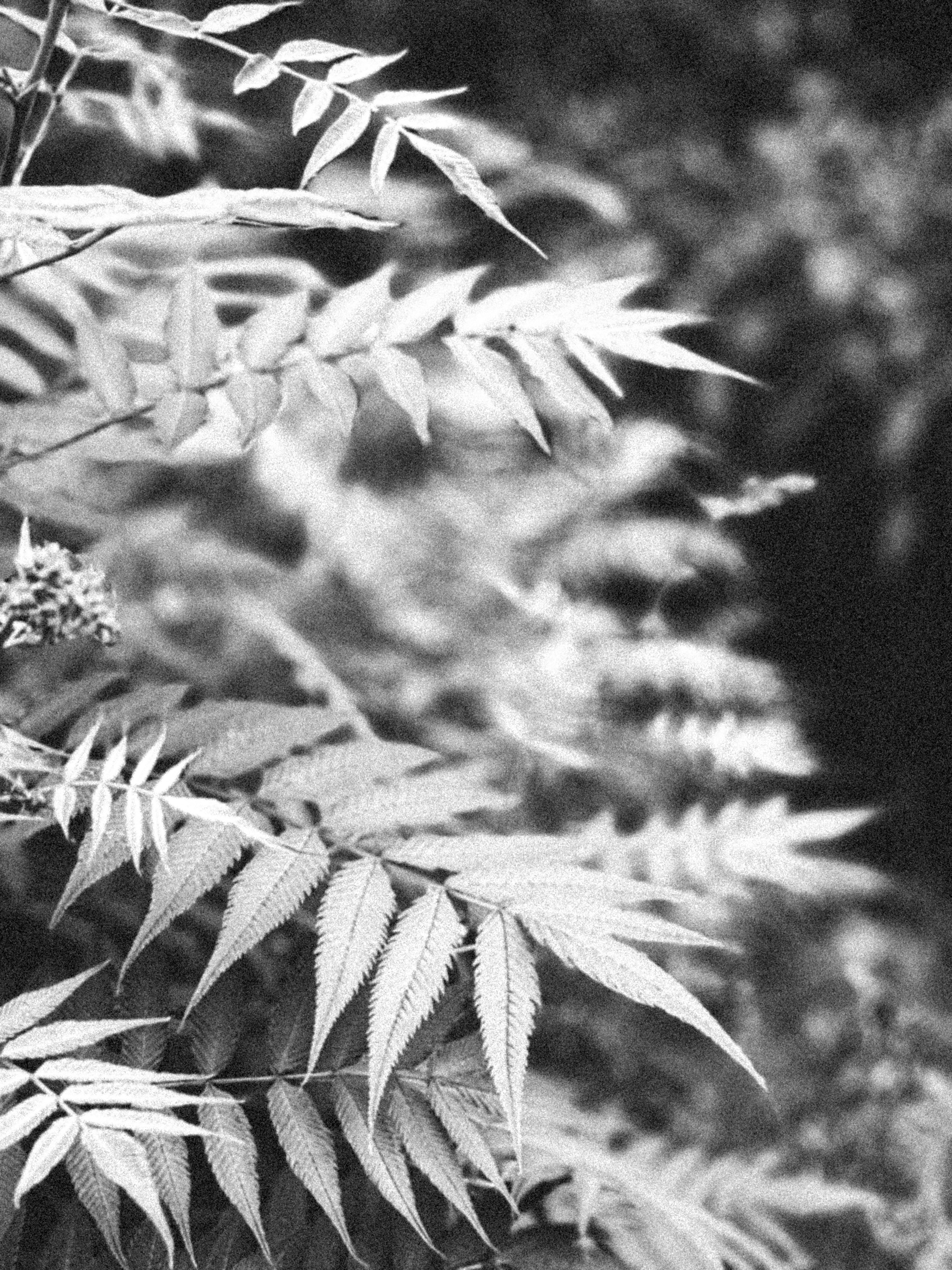 grayscale photo of flower in bloom