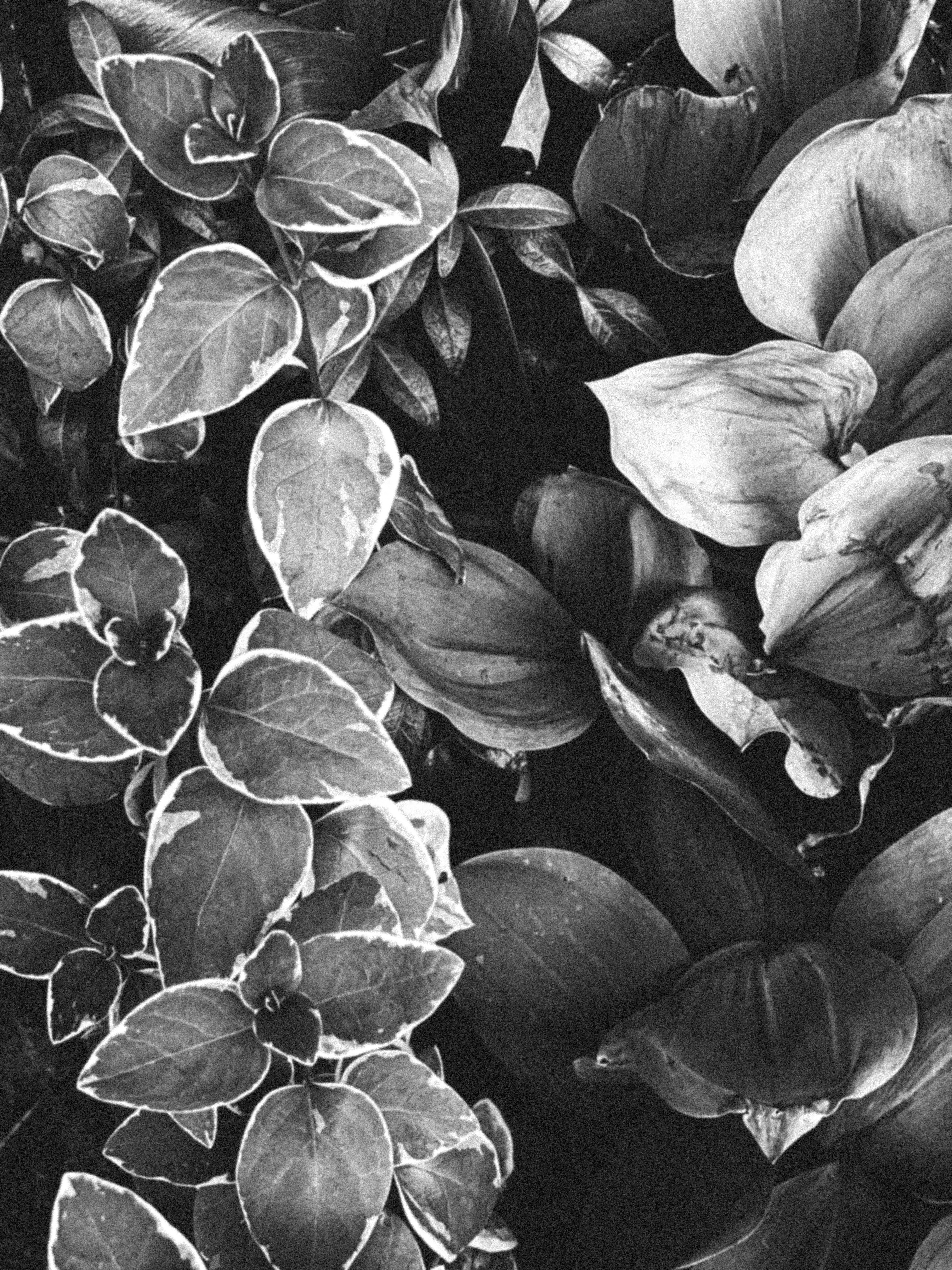 A detailed composition of various leaves in shades of green and black, showcasing intricate textures and patterns.