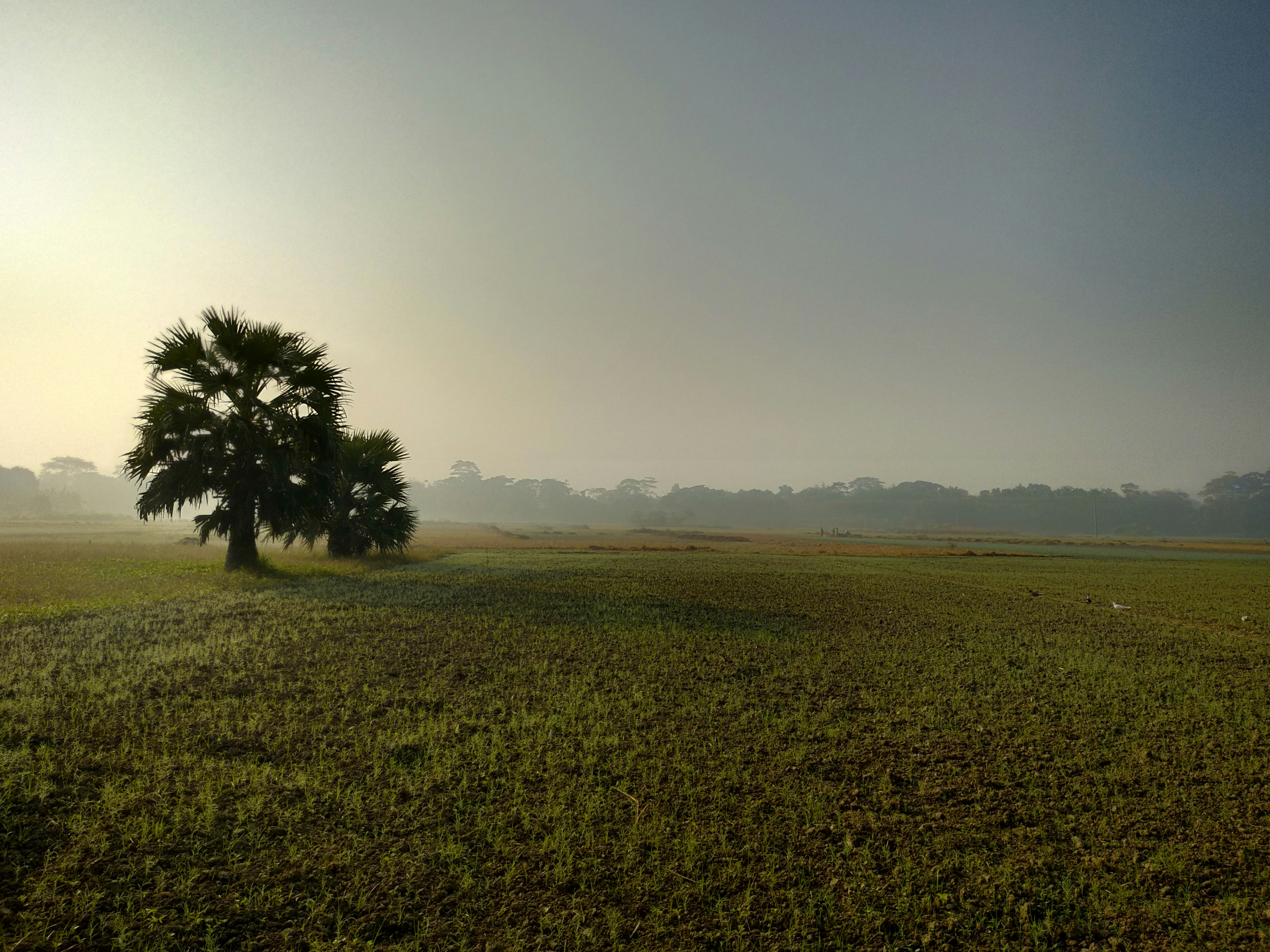 Photograph of a solitary palm beside a flat field at dawn, with hazy horizon silhouettes and warm backlight.