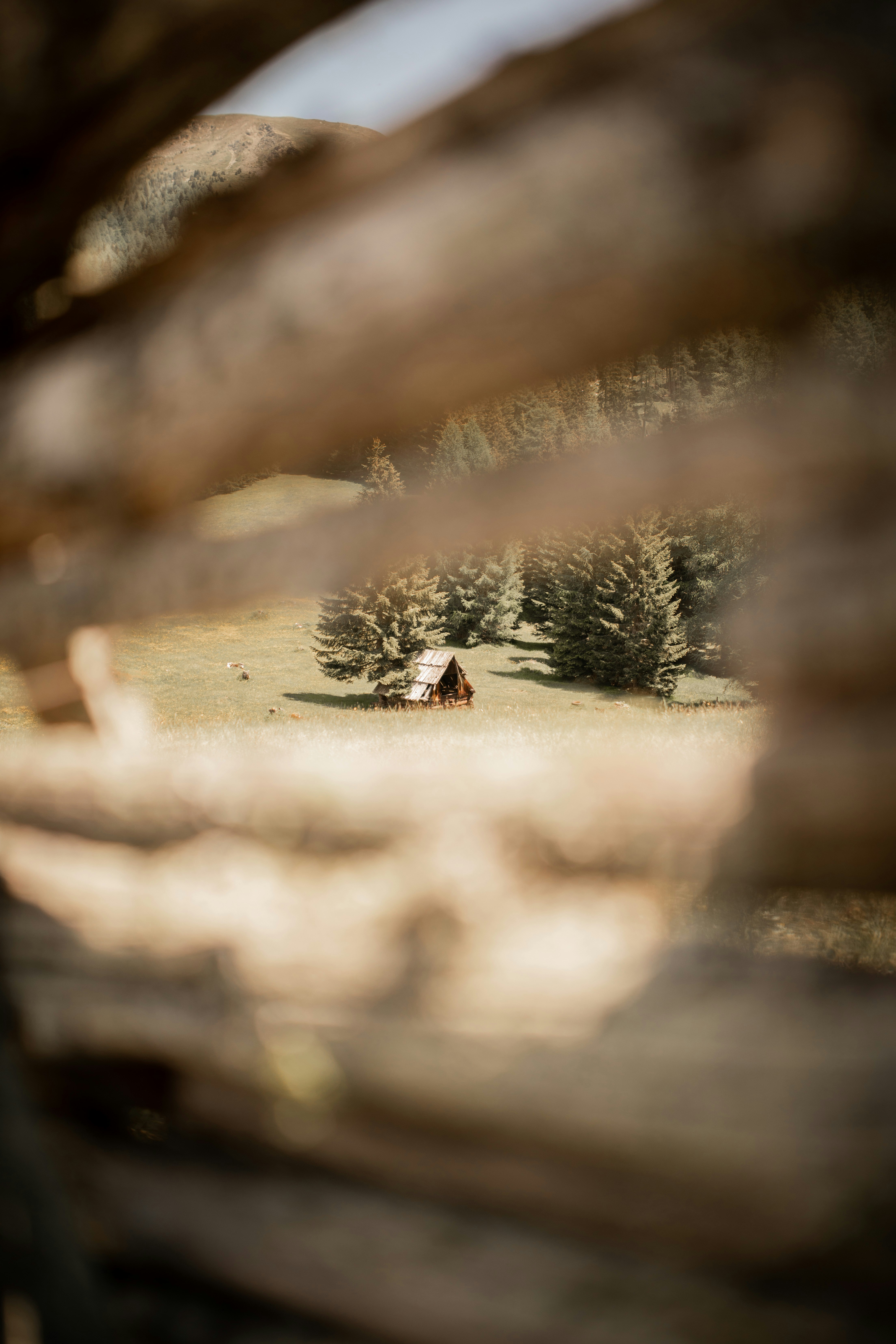 Tiny Cabin Nestled in a Warming Meadow Framed by Weathered Branches