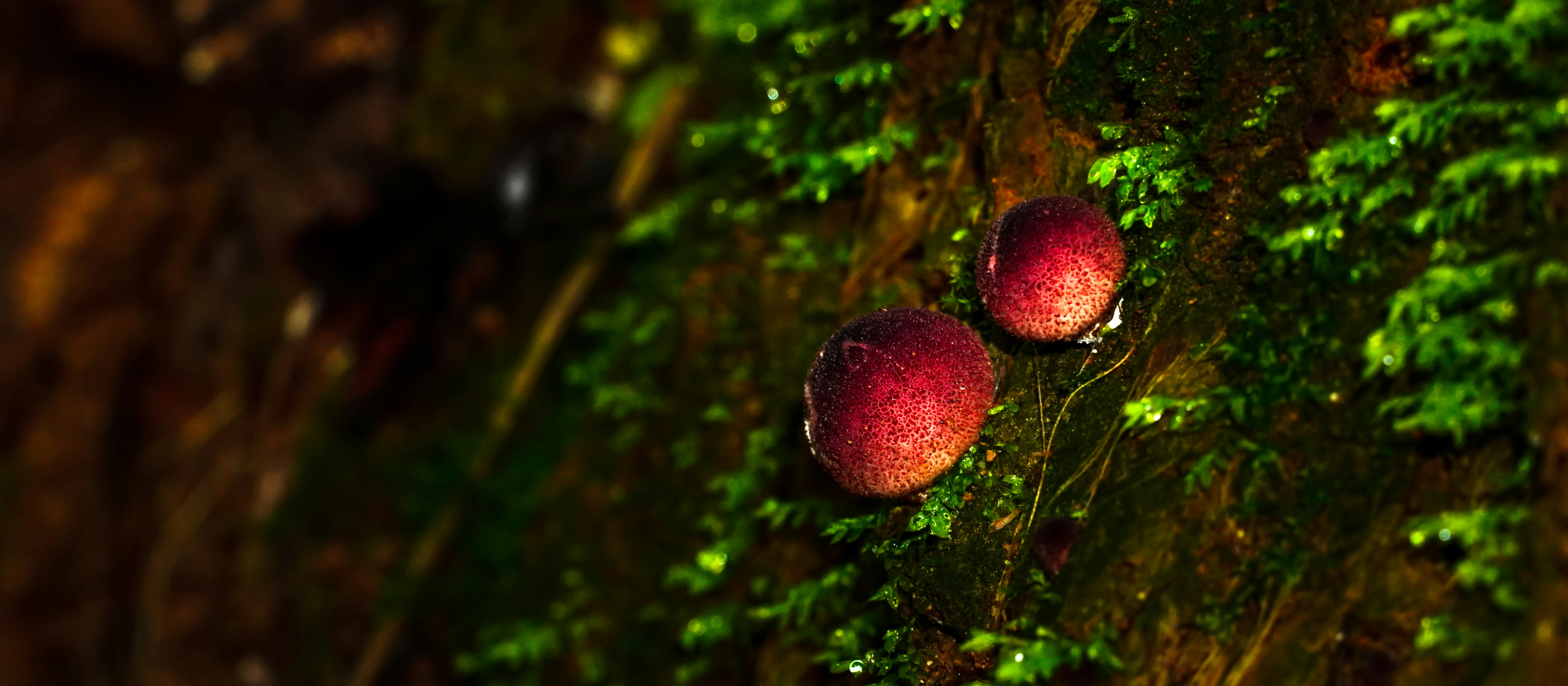 Mossy Grove Guardians: Red Berries Adorning a Verdant Wall