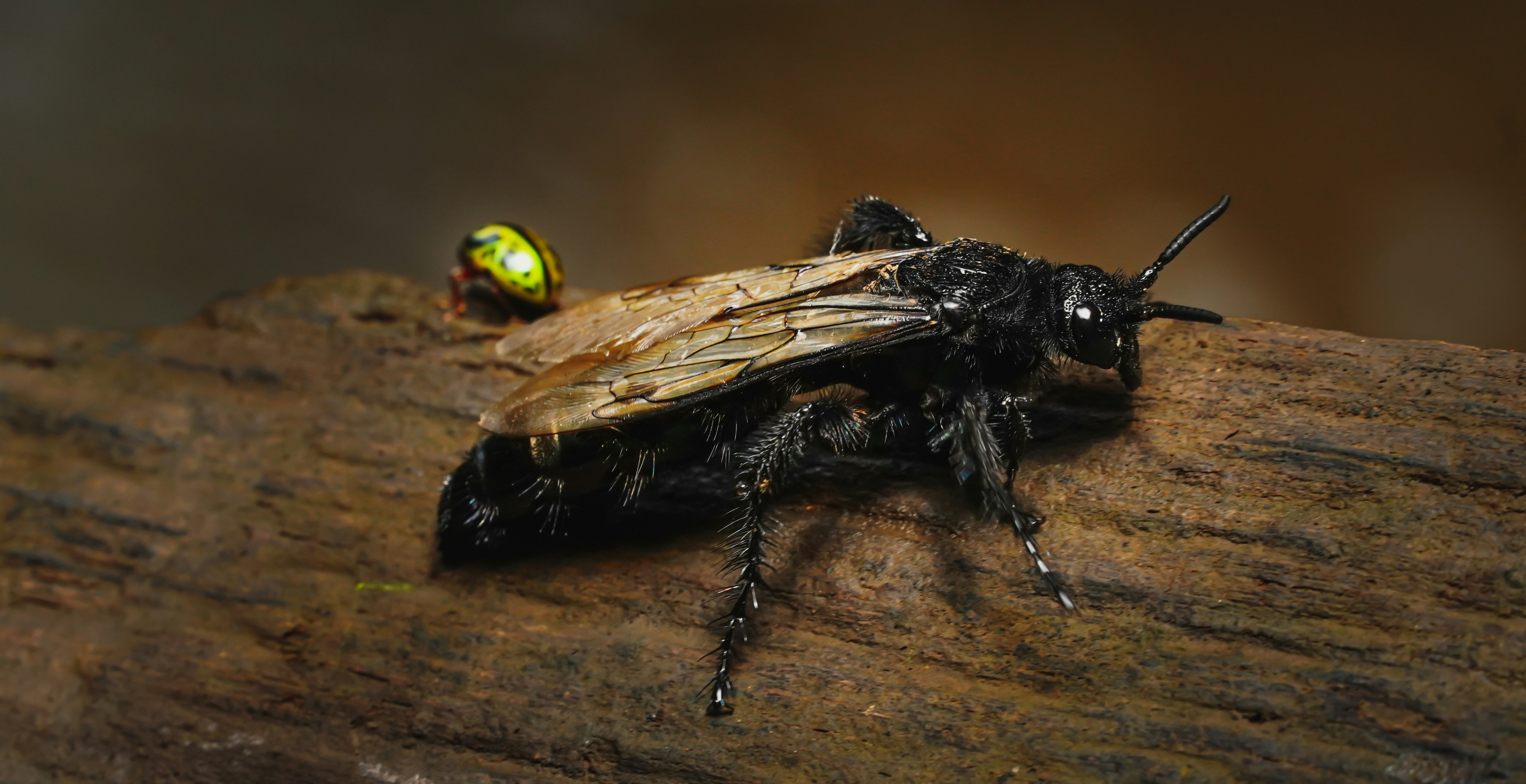 Nocturnal Sentinel on Weathered Wood: A Black Carpenter Bee