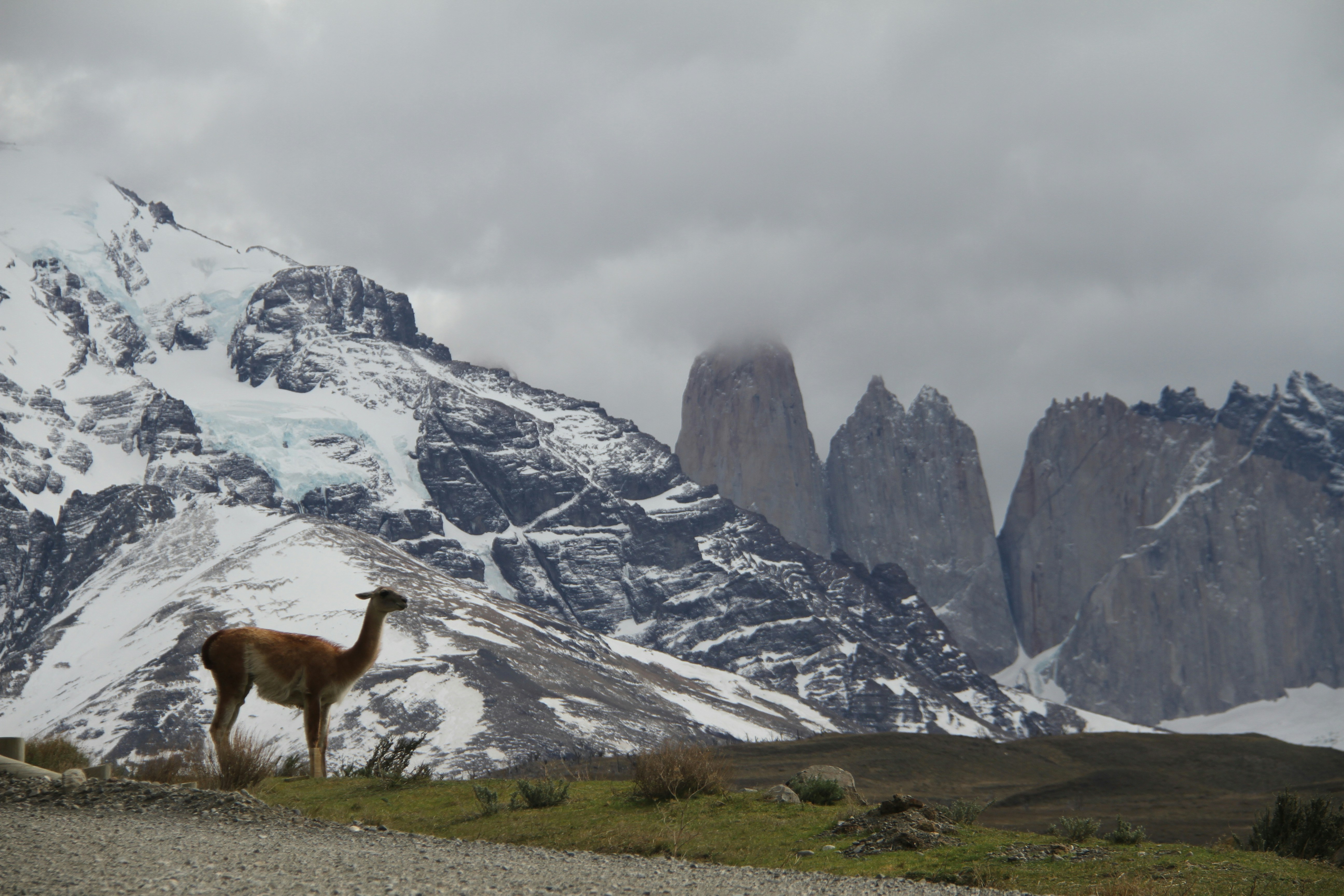 Lone Guanaco Among Granite Giants