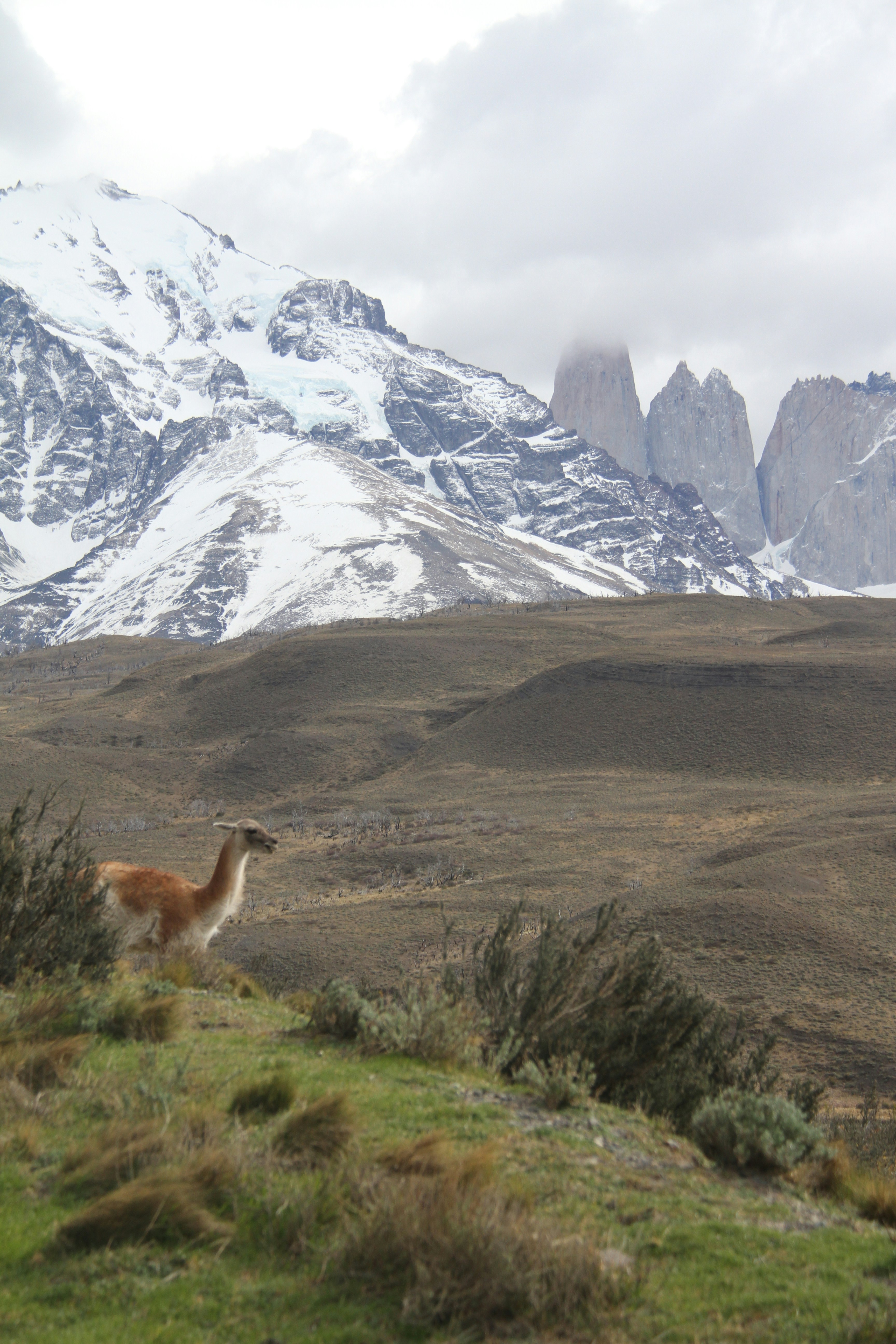 Guanaco Pictures | Download Free Images on Unsplash